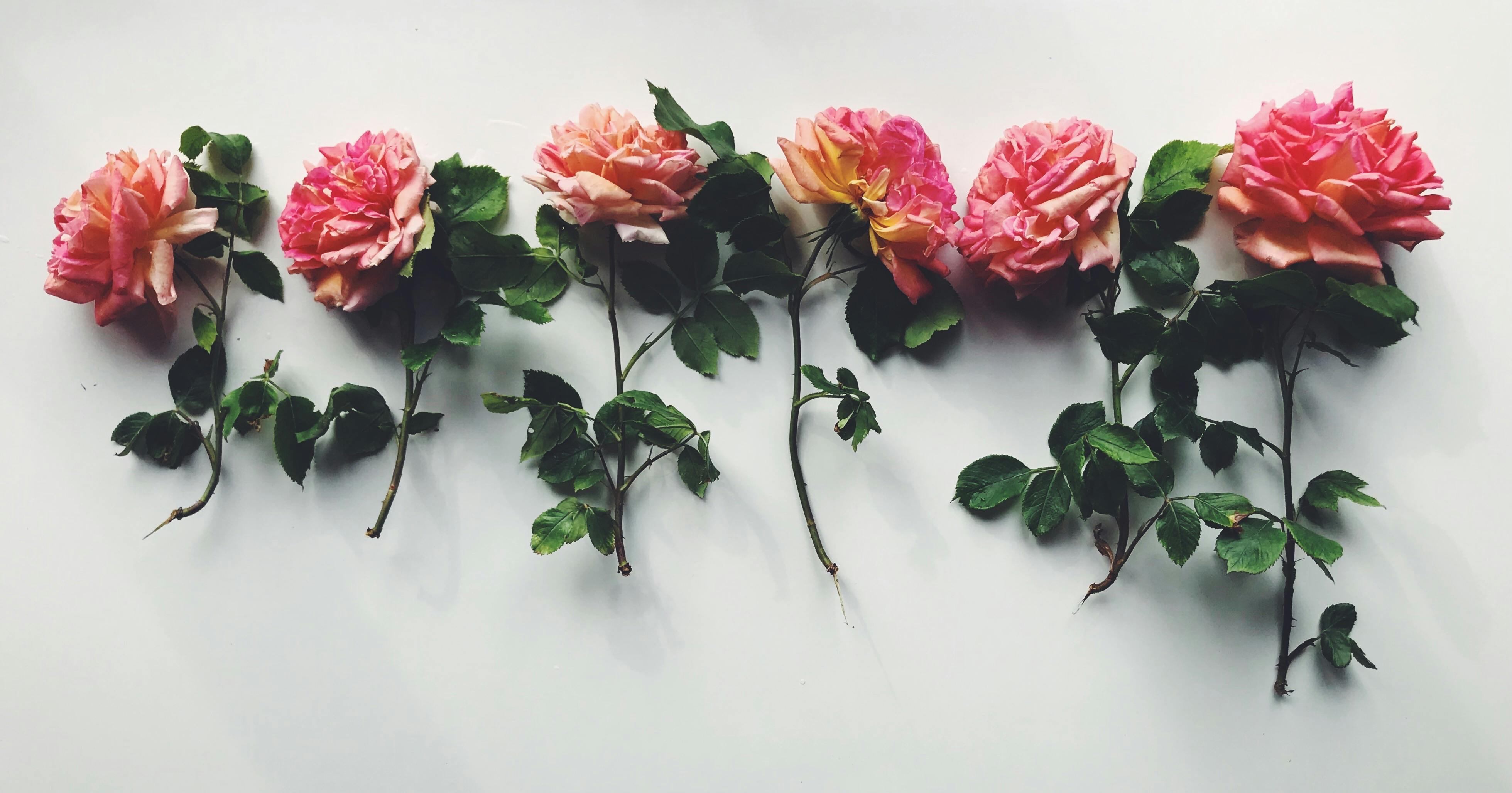 Pink Roses on White Background · Free Stock Photo