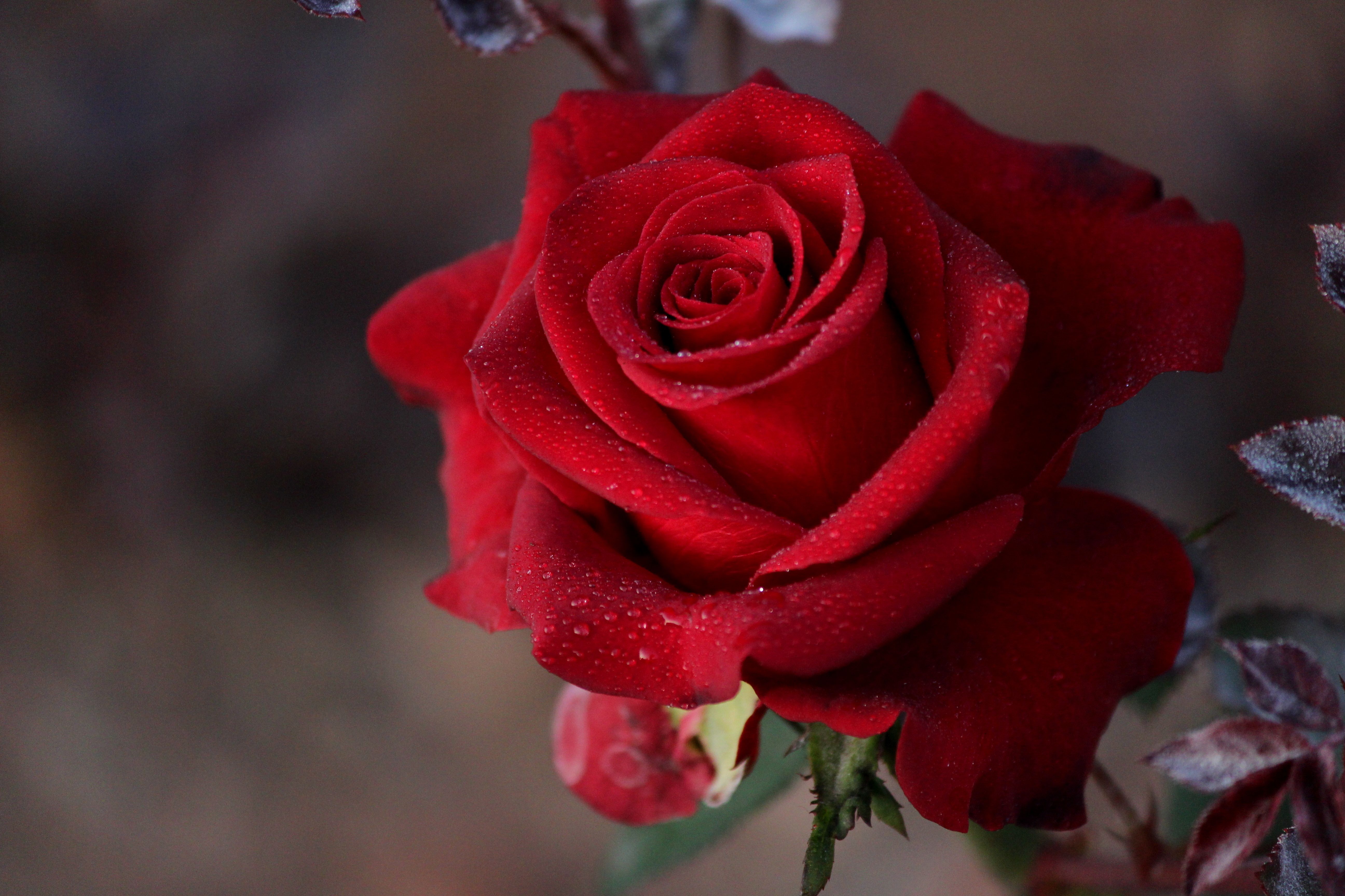 Close up of Red Rose · Free Stock Photo