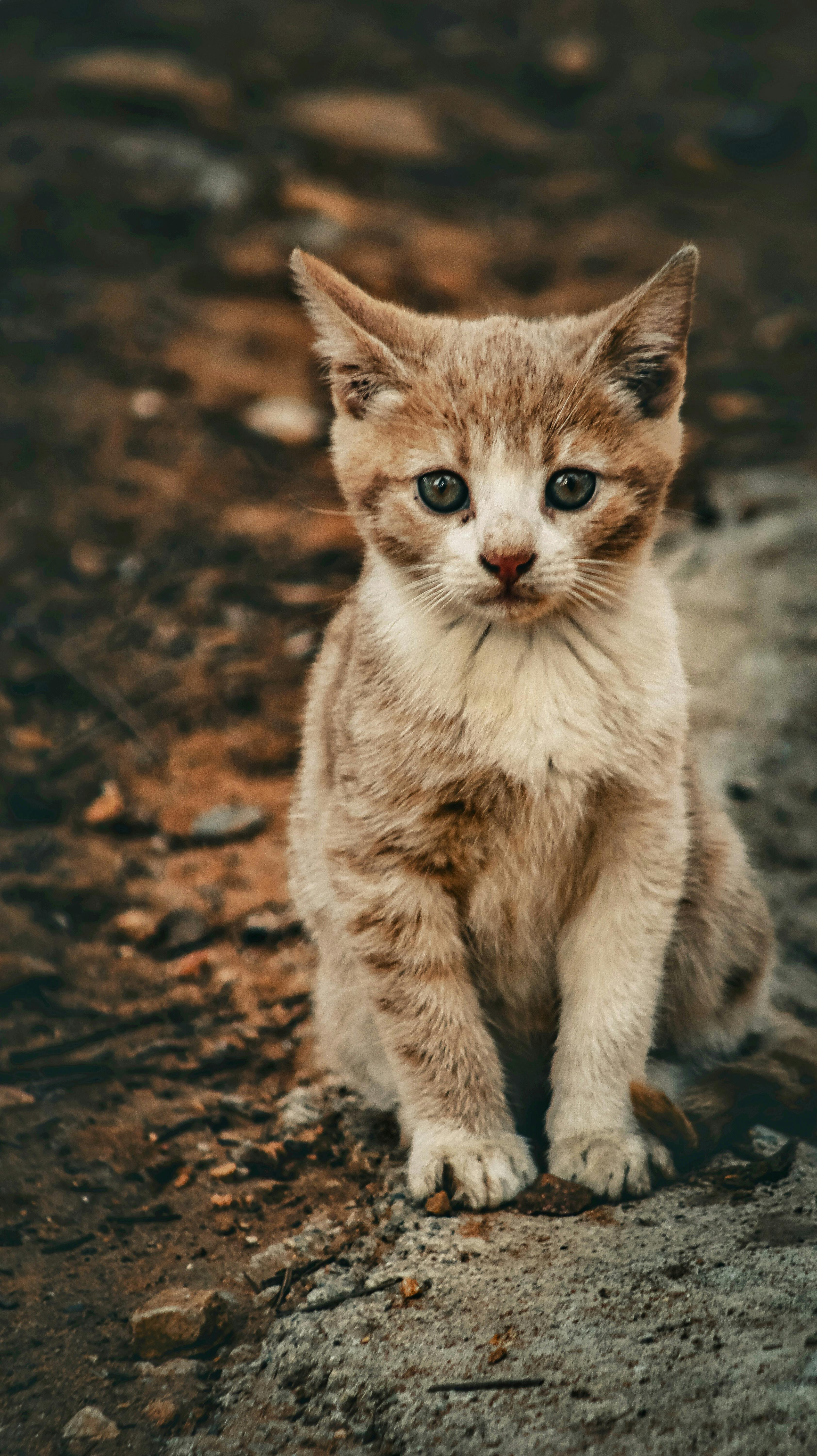 Close up of Kitten · Free Stock Photo