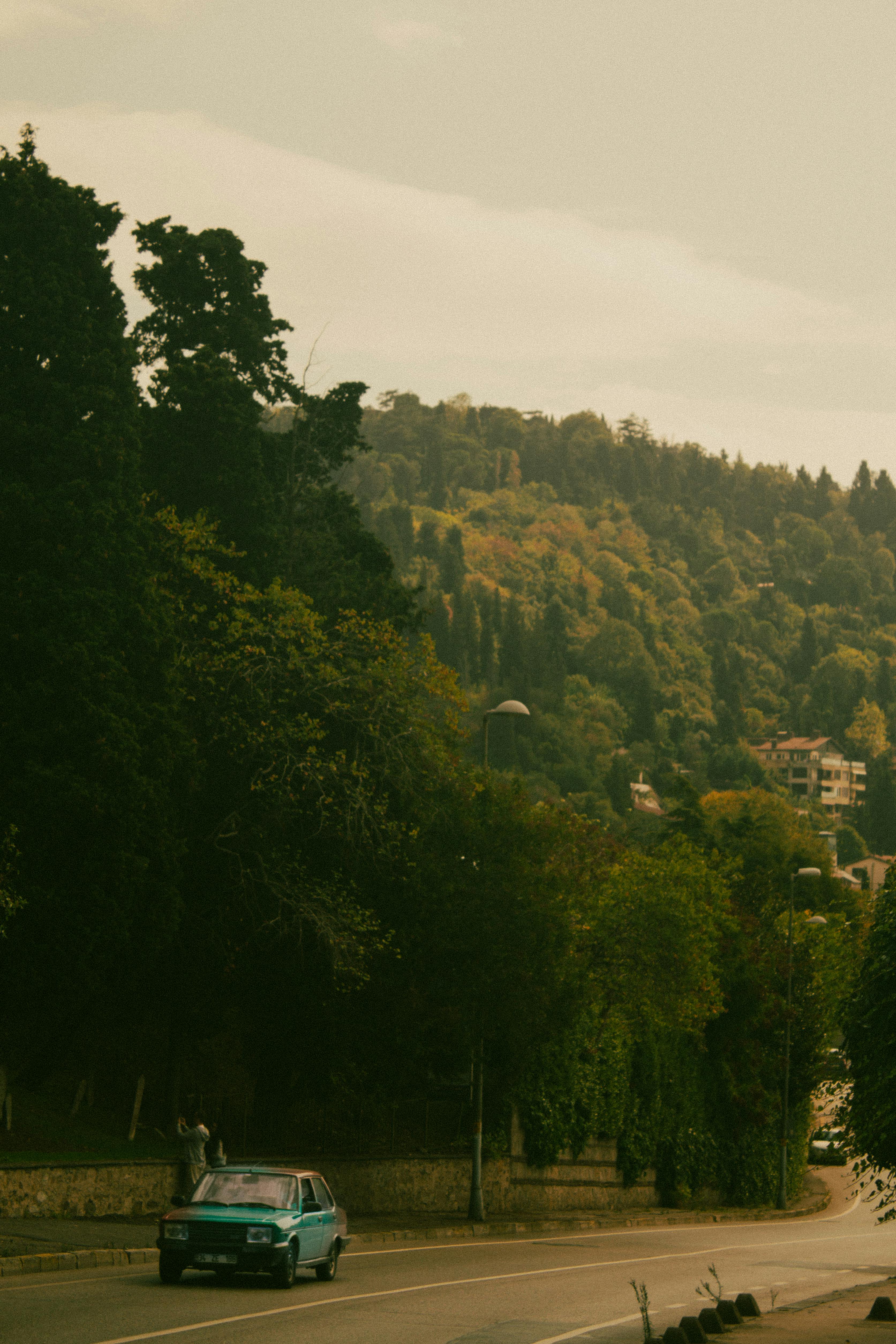 Roadway In Between Trees · Free Stock Photo