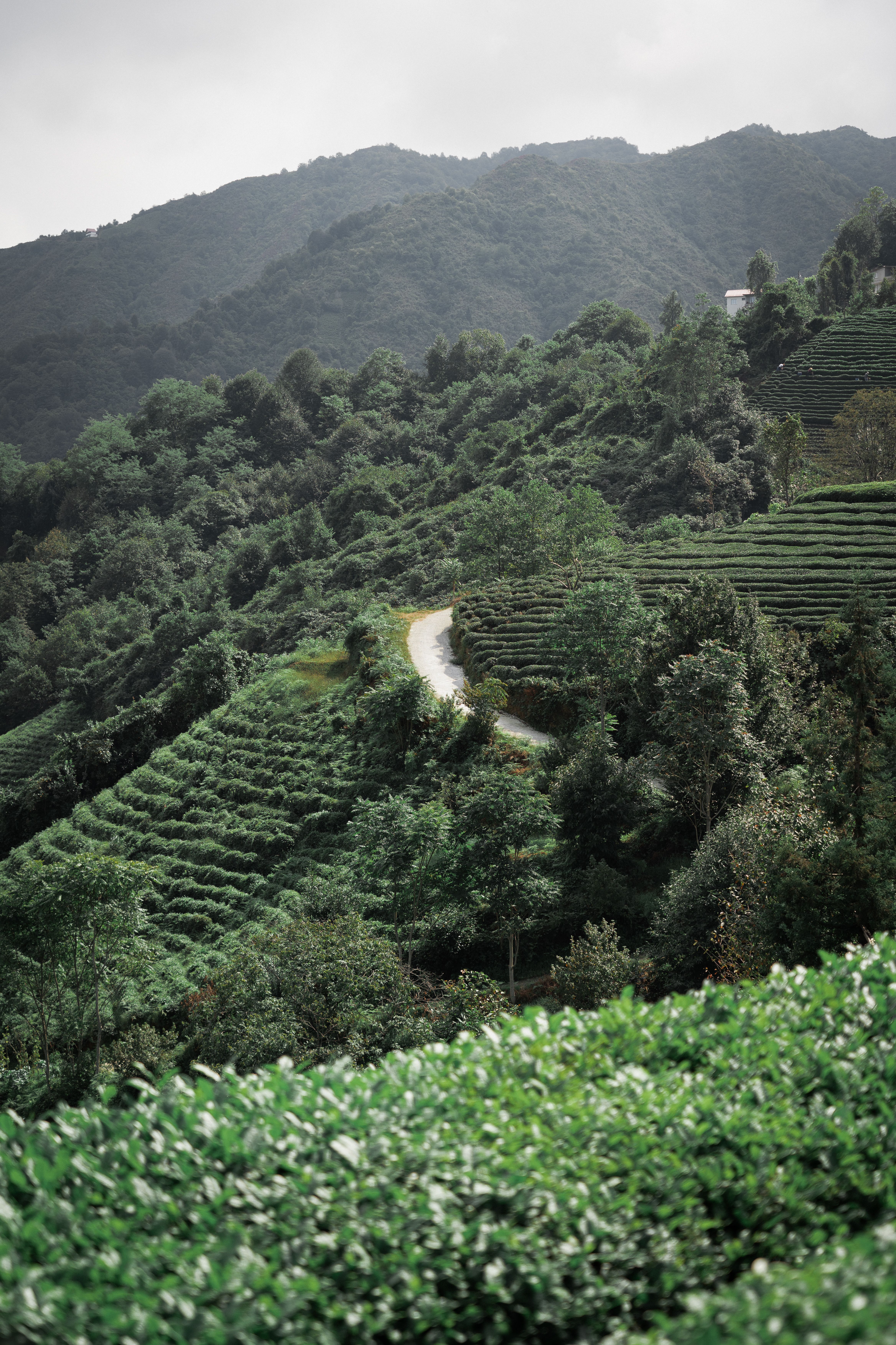 Tea Terraces Photos, Download The BEST Free Tea Terraces Stock Photos ...