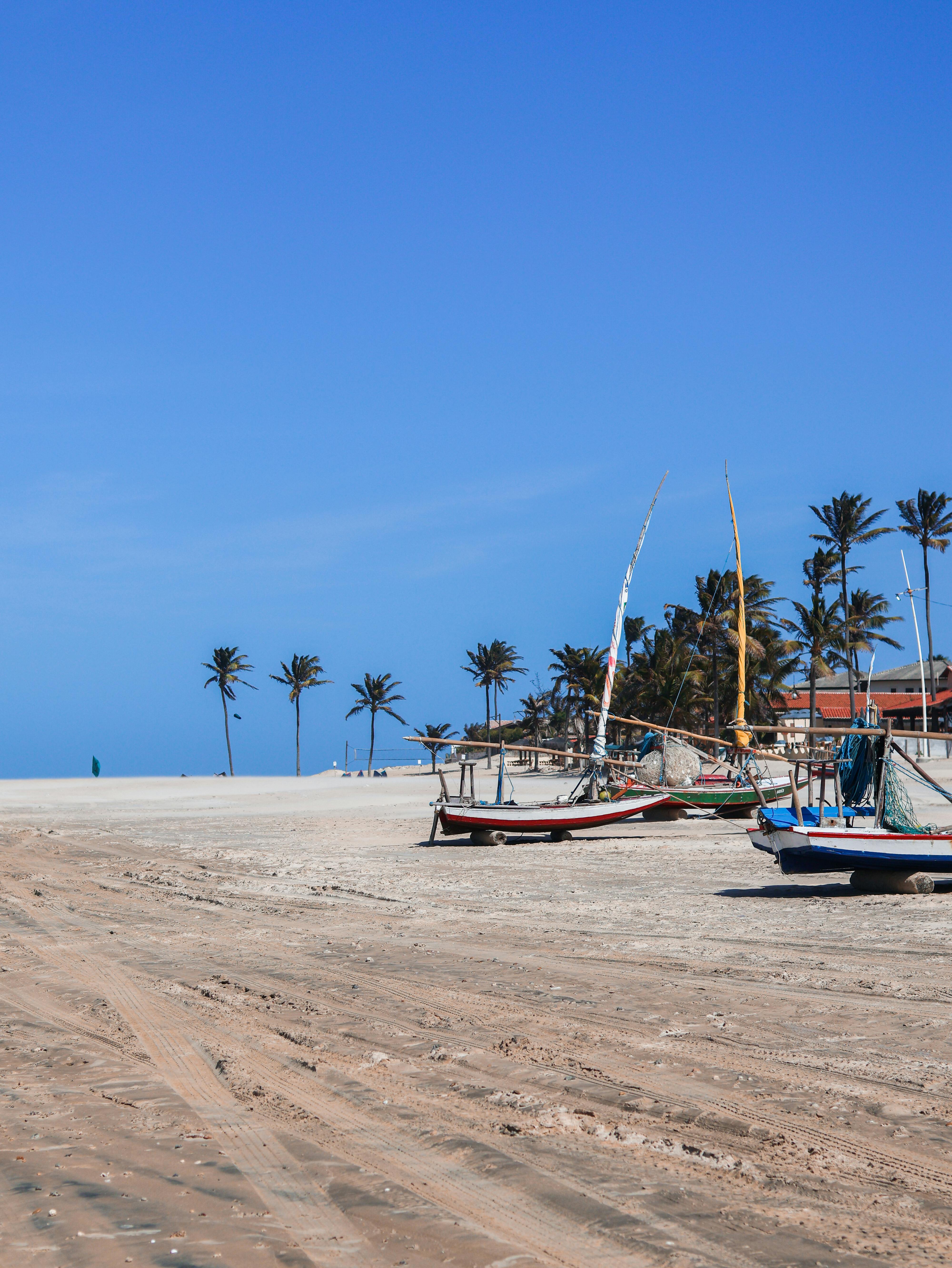 Tree on a Beach · Free Stock Photo Tree on a Beach · Free Stock Photo