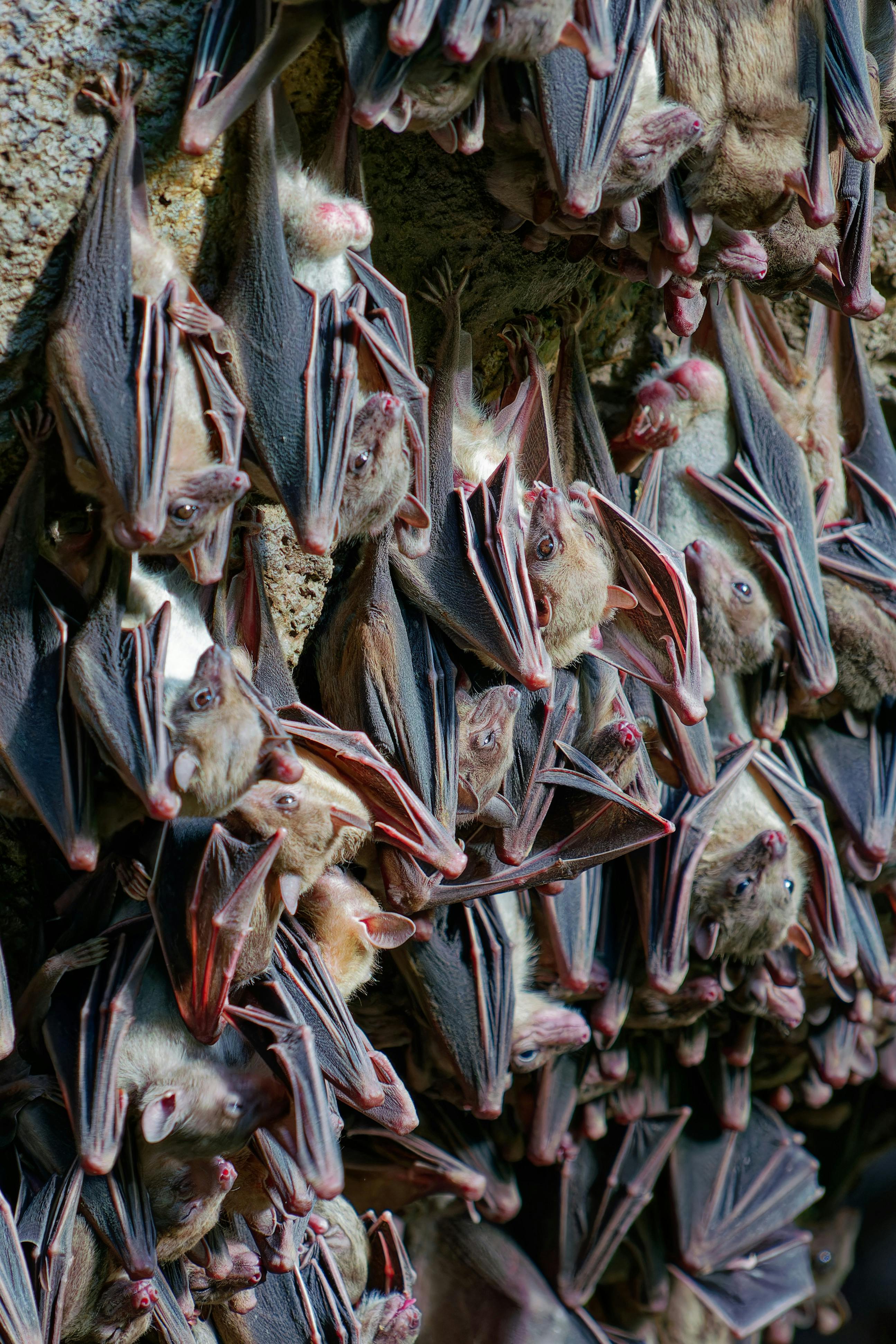 Bats Hanging Upside Down · Free Stock Photo Bats Hanging Upside Down · Free Stock Photo