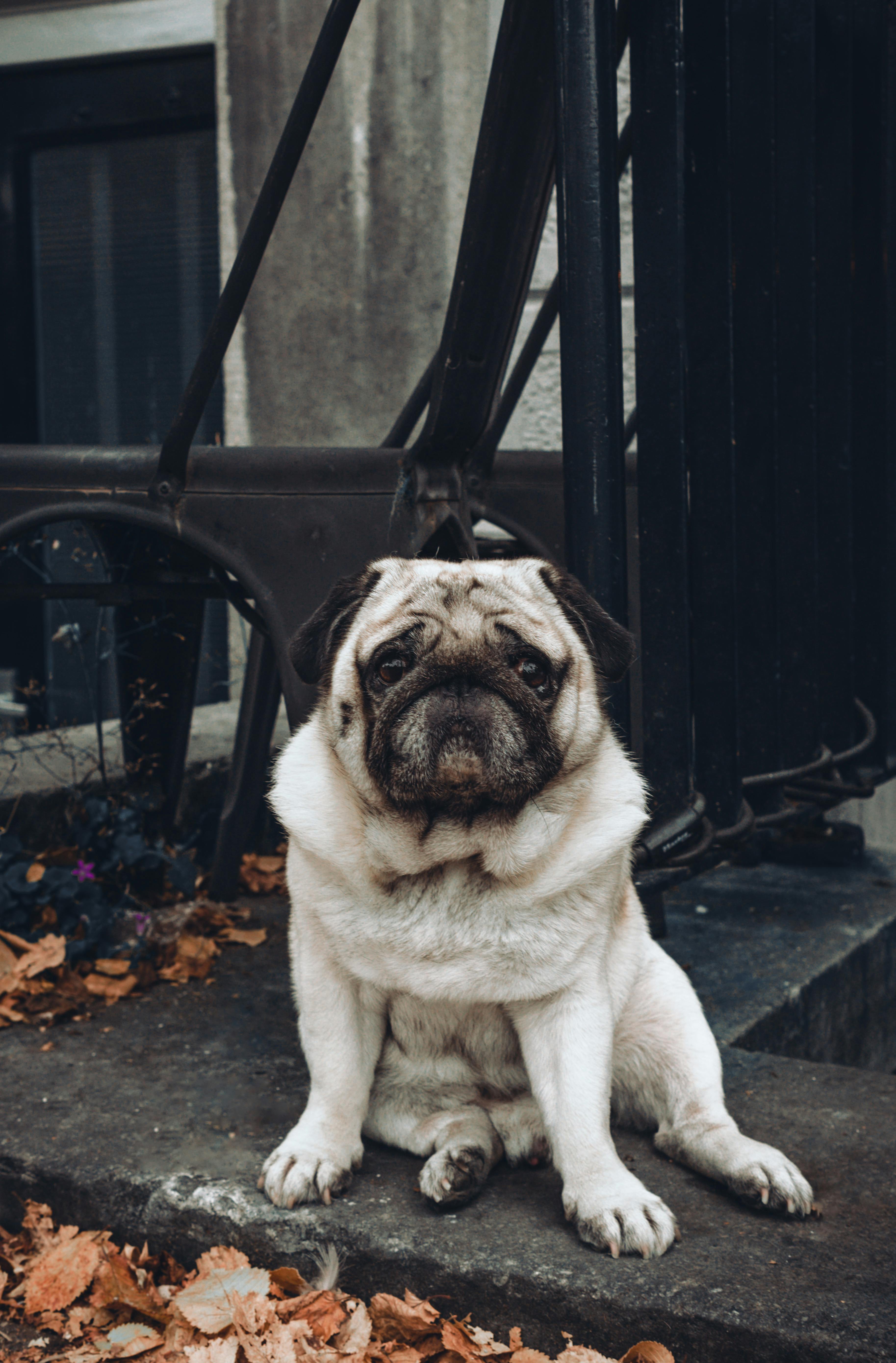 Pug Photos, Download The BEST Free Pug Stock Photos & HD Images