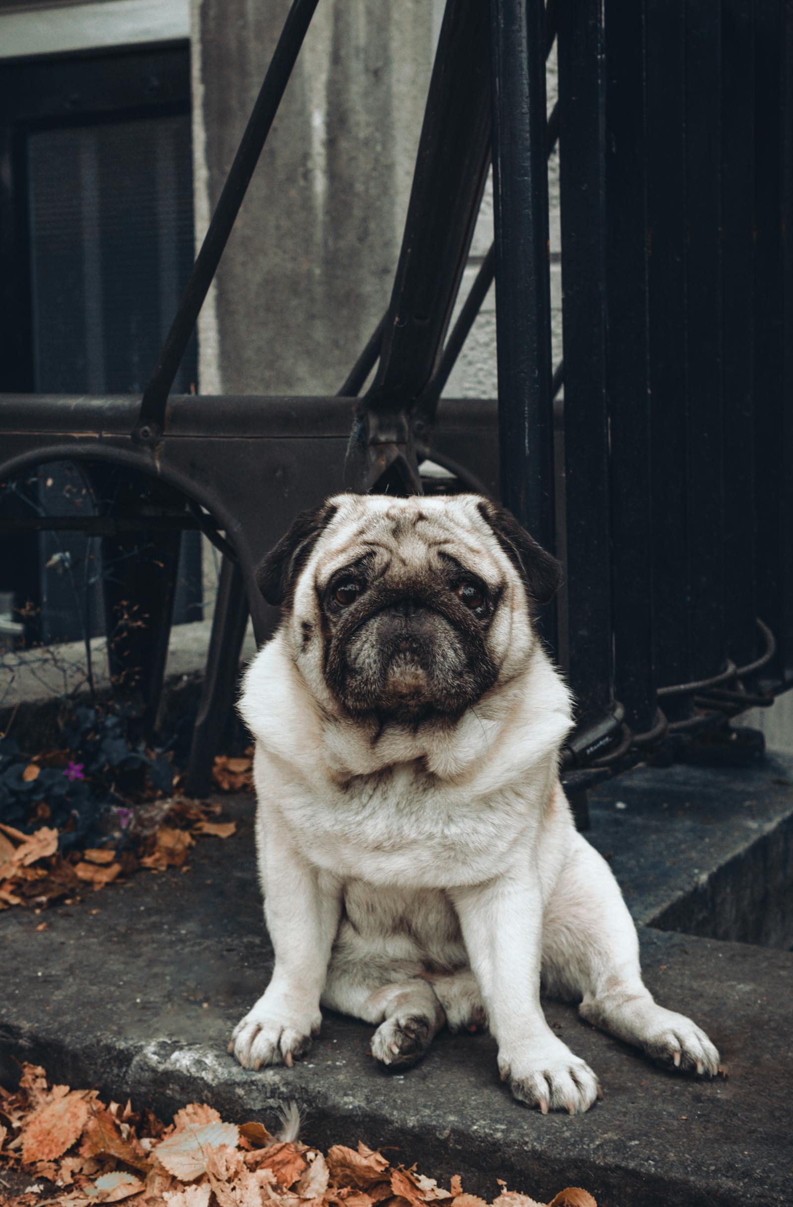 Pug Dog 4k Wallpaper Photos, Download The BEST Free Pug Dog 4k ...