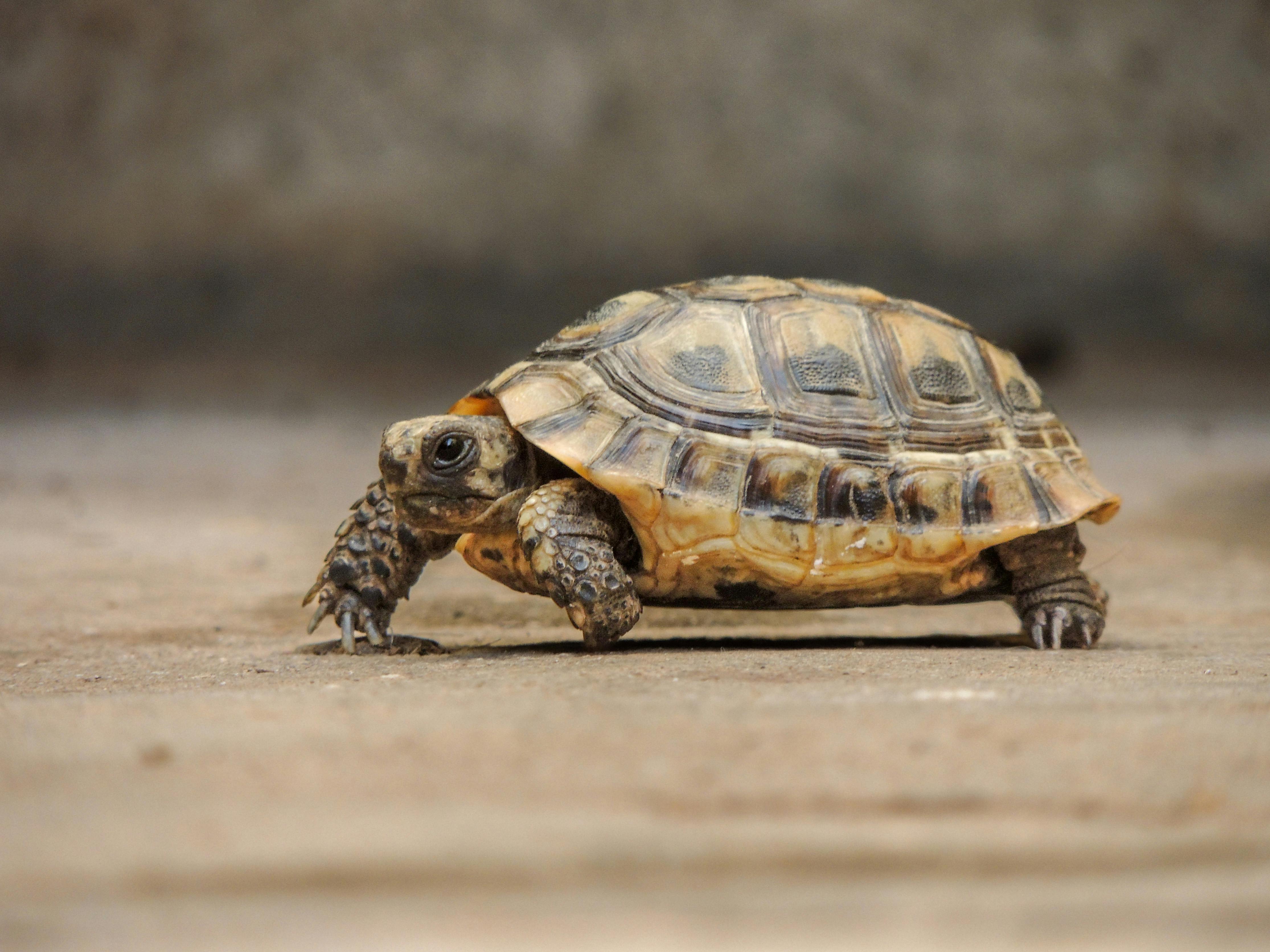 Baby turtle · Free Stock Photo