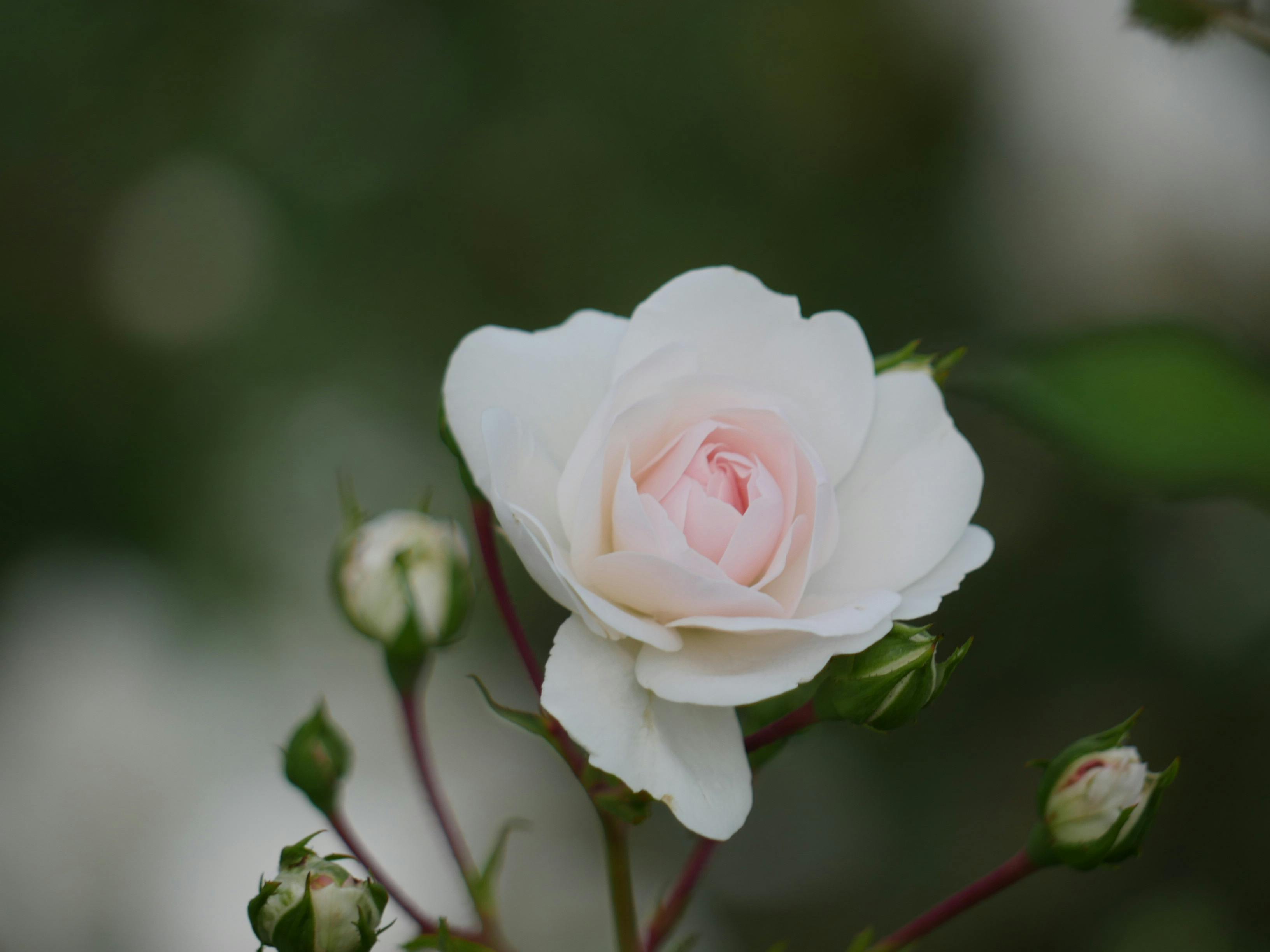 Budding Plant Photos, Download The BEST Free Budding Plant Stock Photos ...