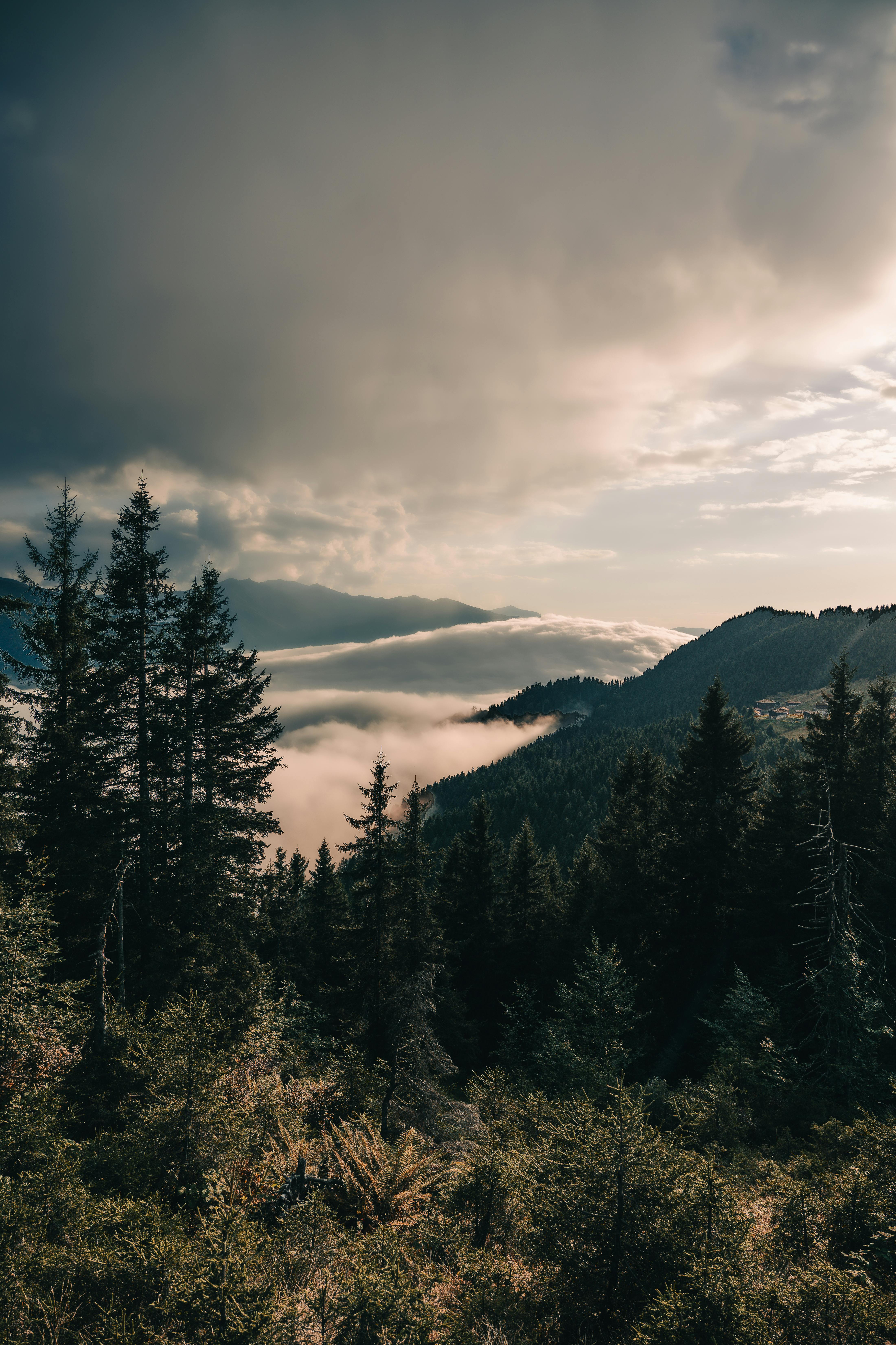 Mountain Landscape with Conifer Trees and Clouds · Free Stock Photo