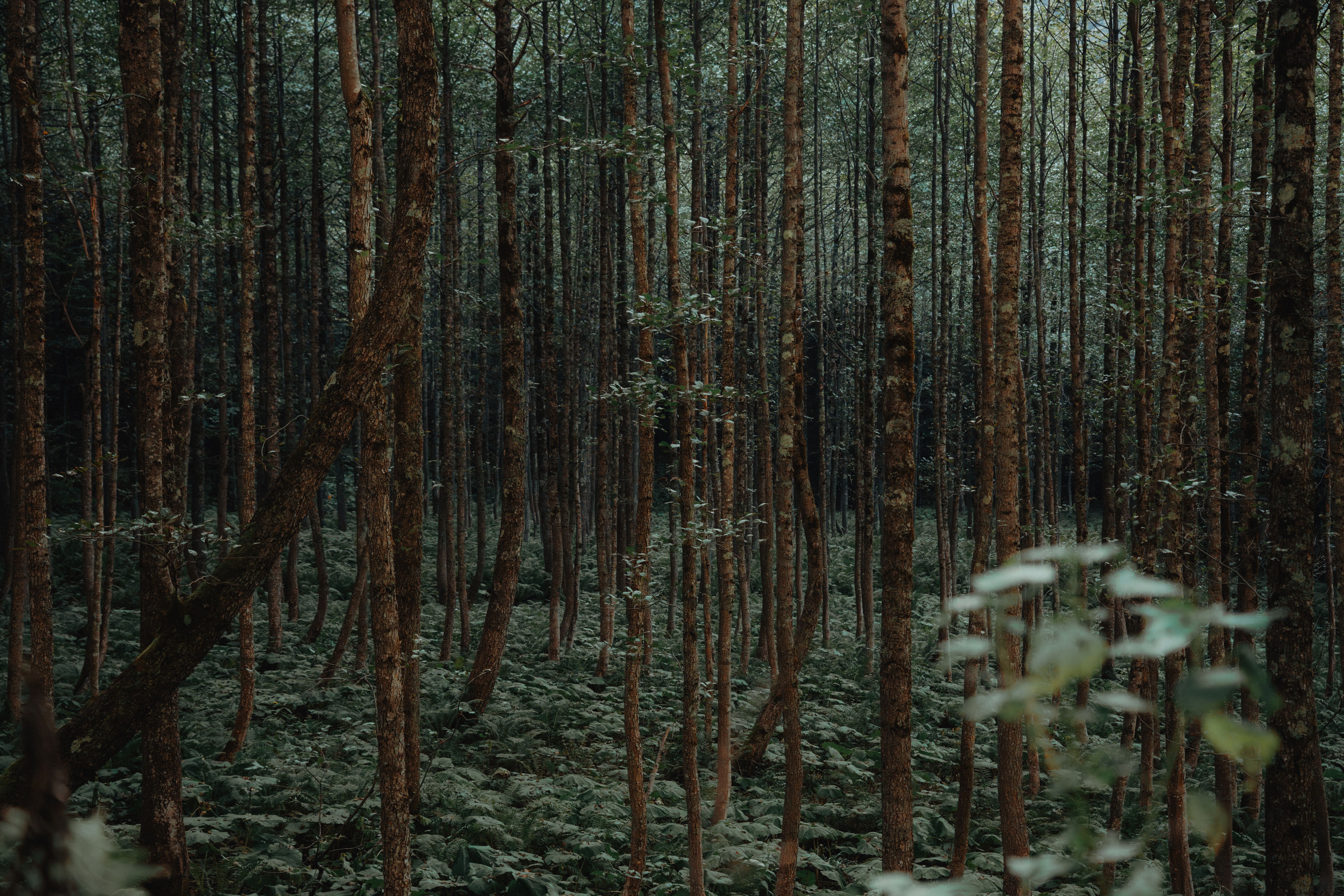 Dense Forest with Thin Trees · Free Stock Photo