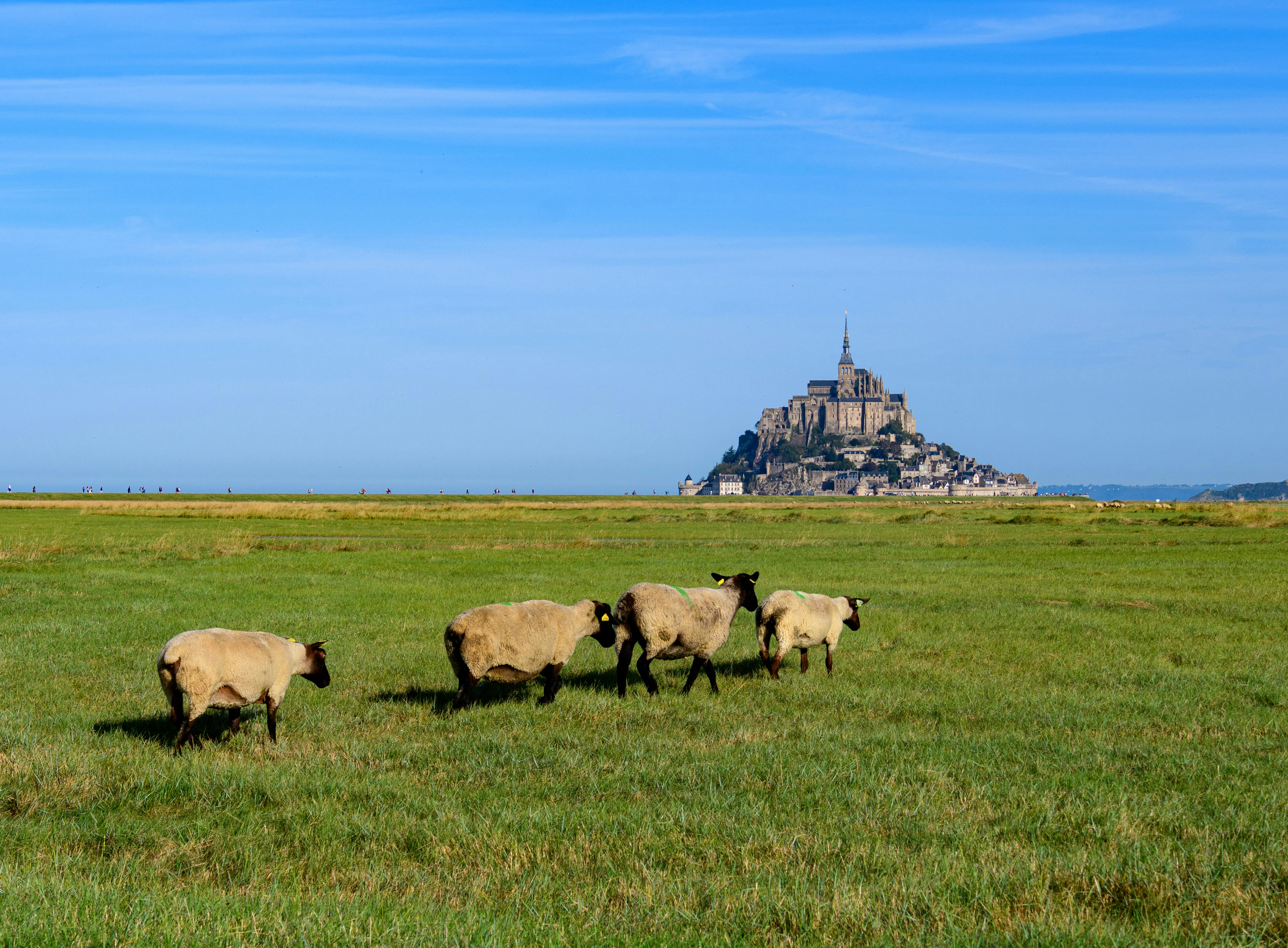 Sheep walking on a Grass Filed, and a Castle in Background · Free Stock ...