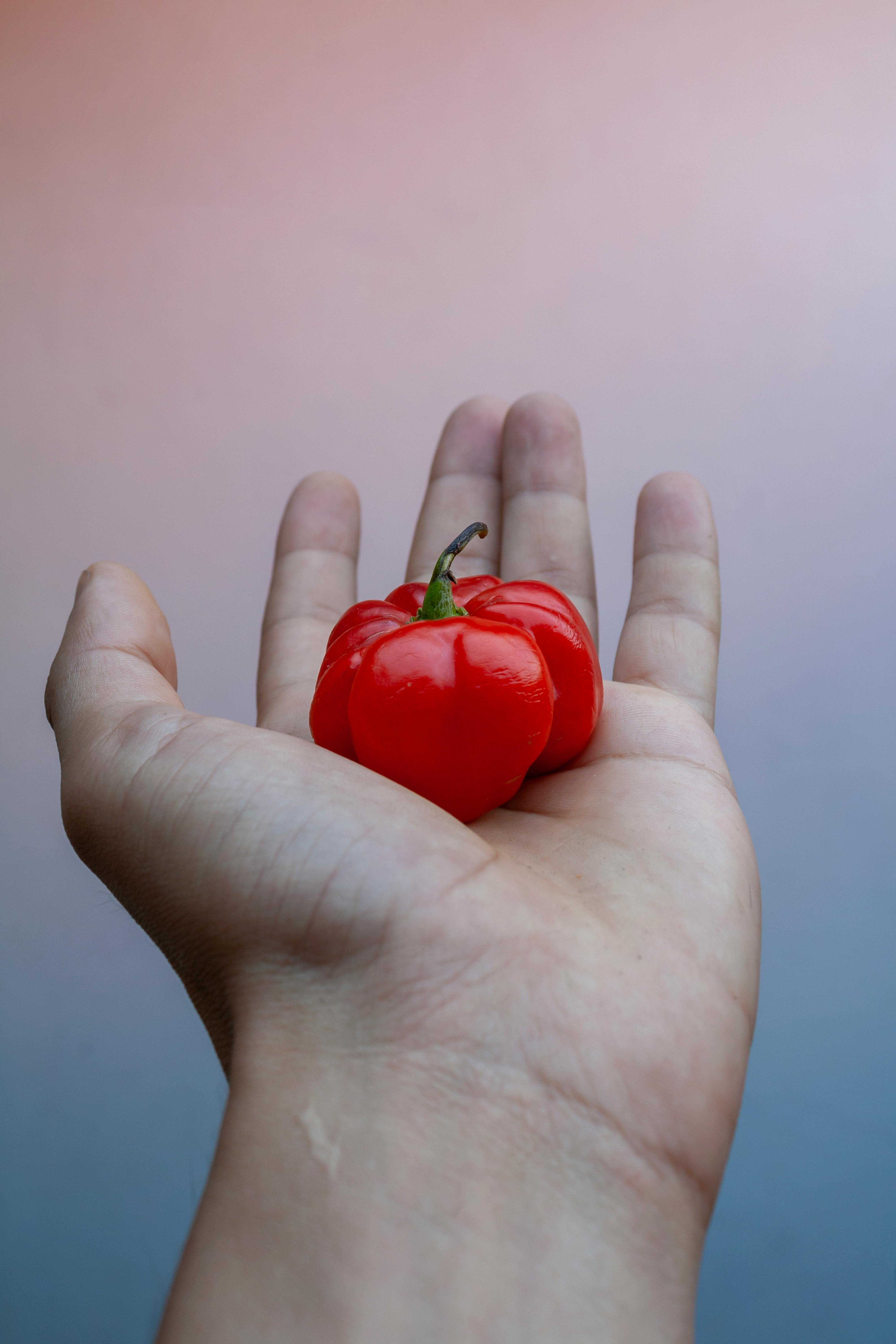 Red Pepper on Hand · Free Stock Photo