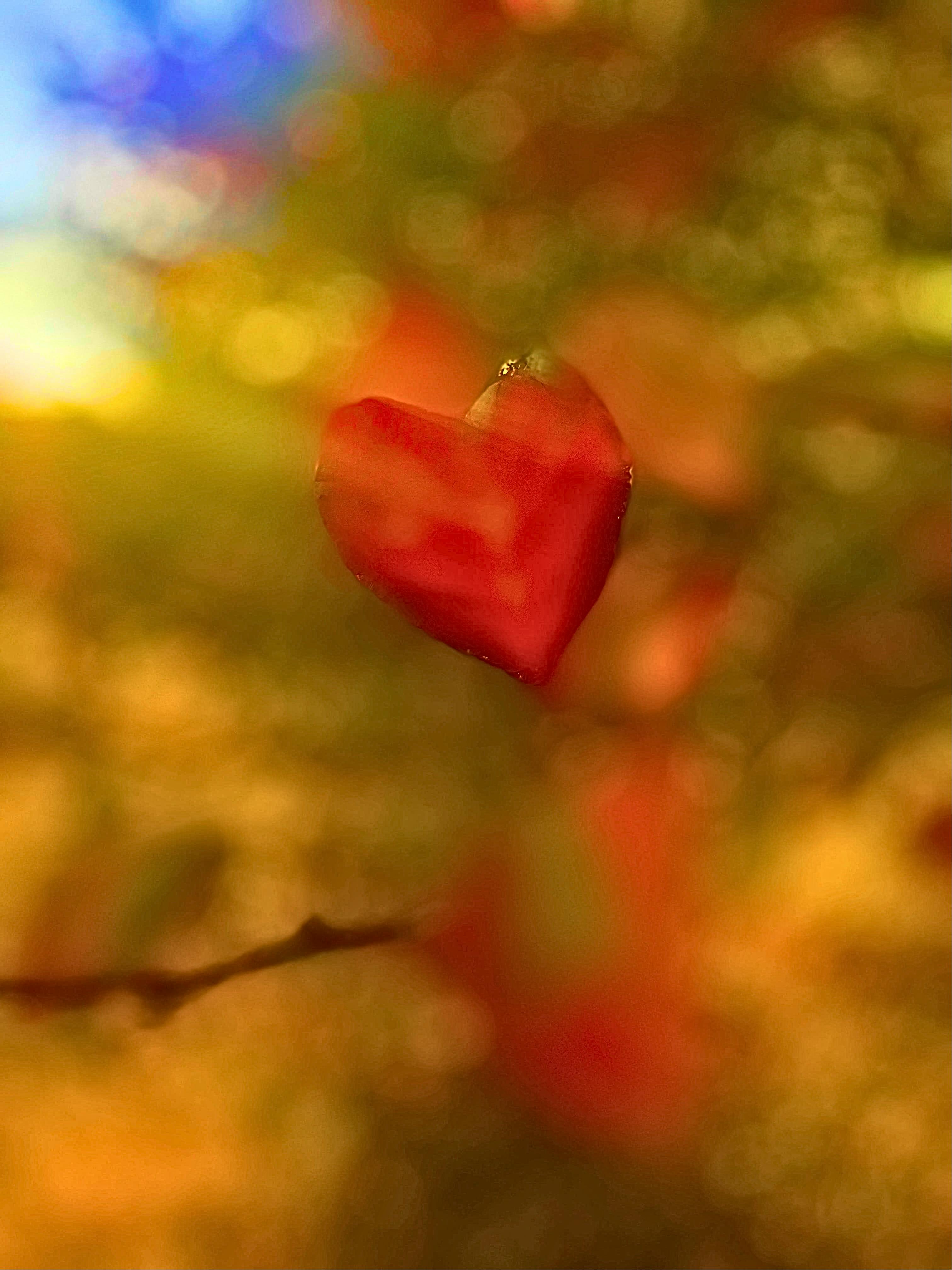 Renee Sande - 攝影