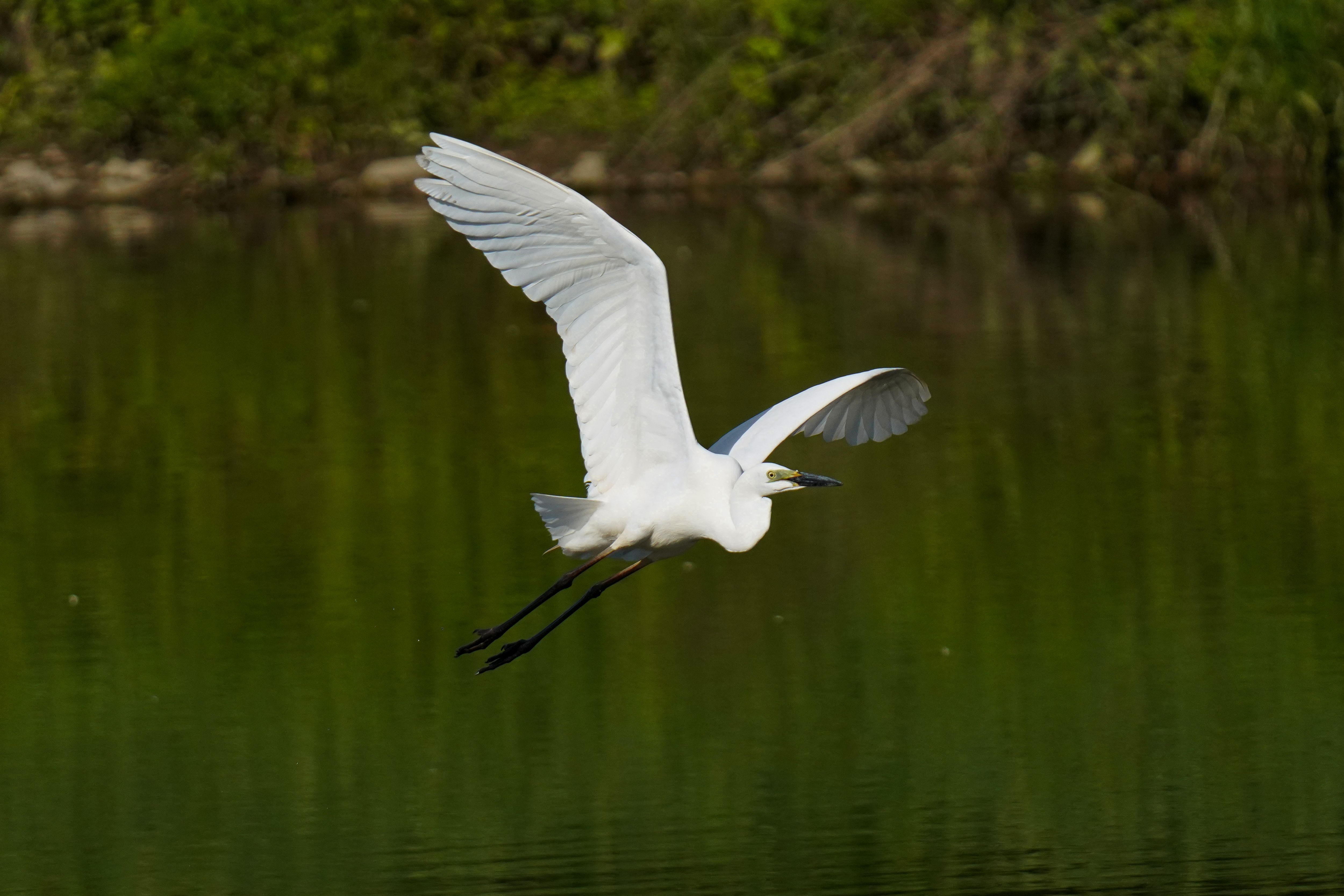Bird Kosile Photos, Download The BEST Free Bird Kosile Stock Photos ...