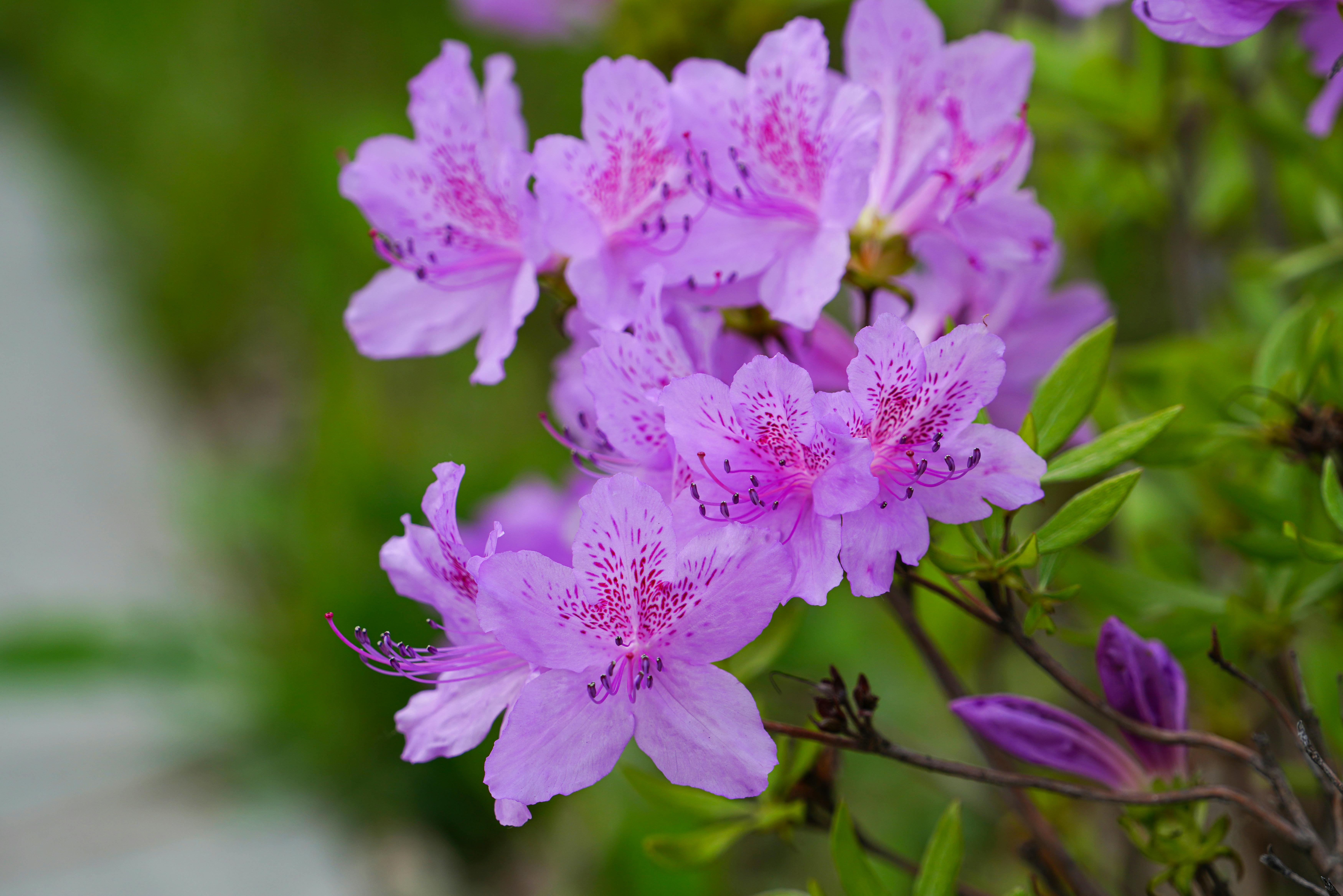 Blooming Purple Azalea · Free Stock Photo