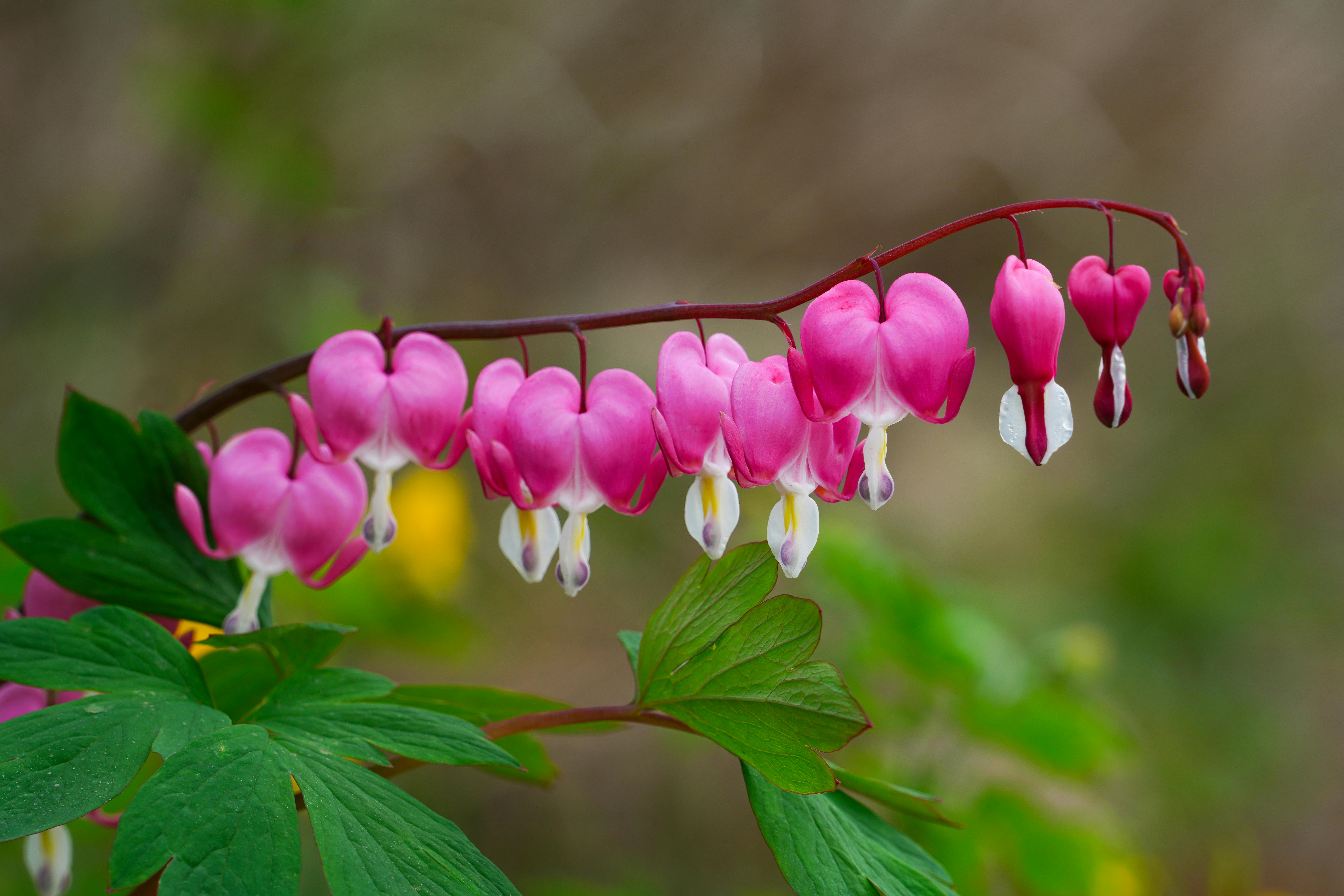 Decorative Pink Bleeding Hearts · Free Stock Photo