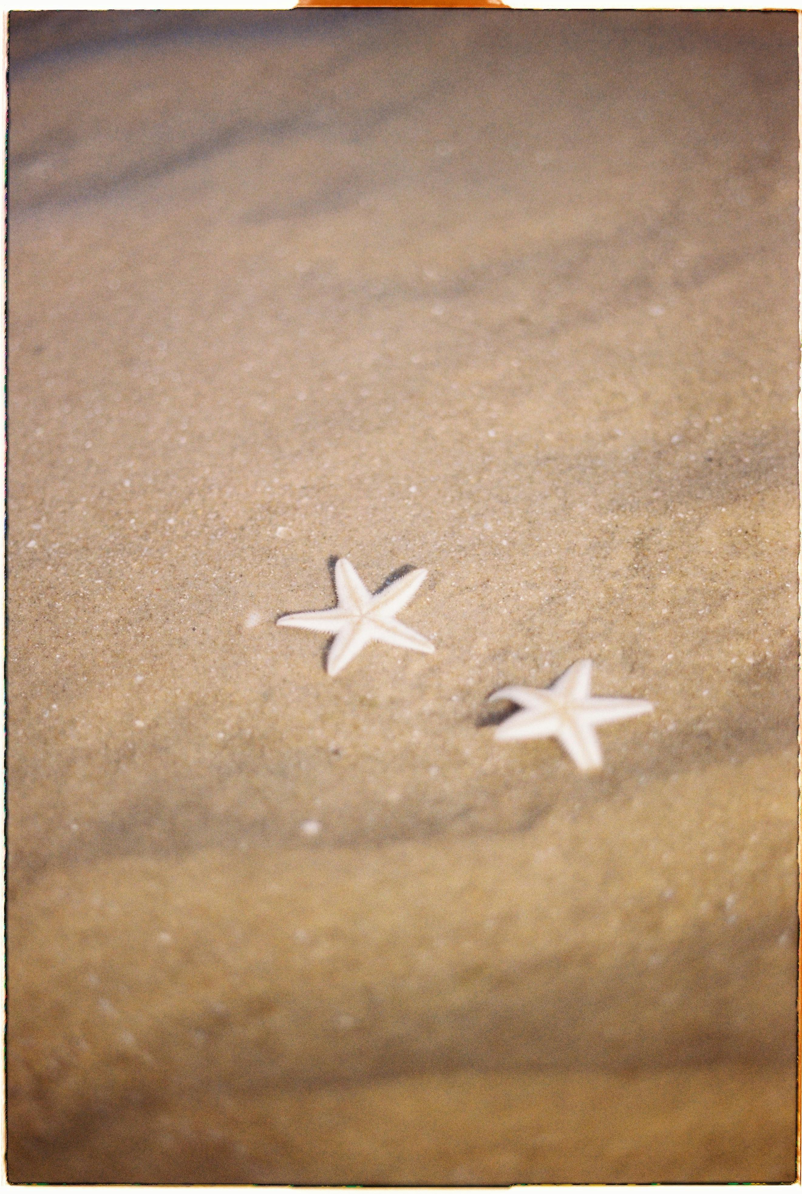 Seashells Starfish Beach Photos, Download The BEST Free Seashells ...