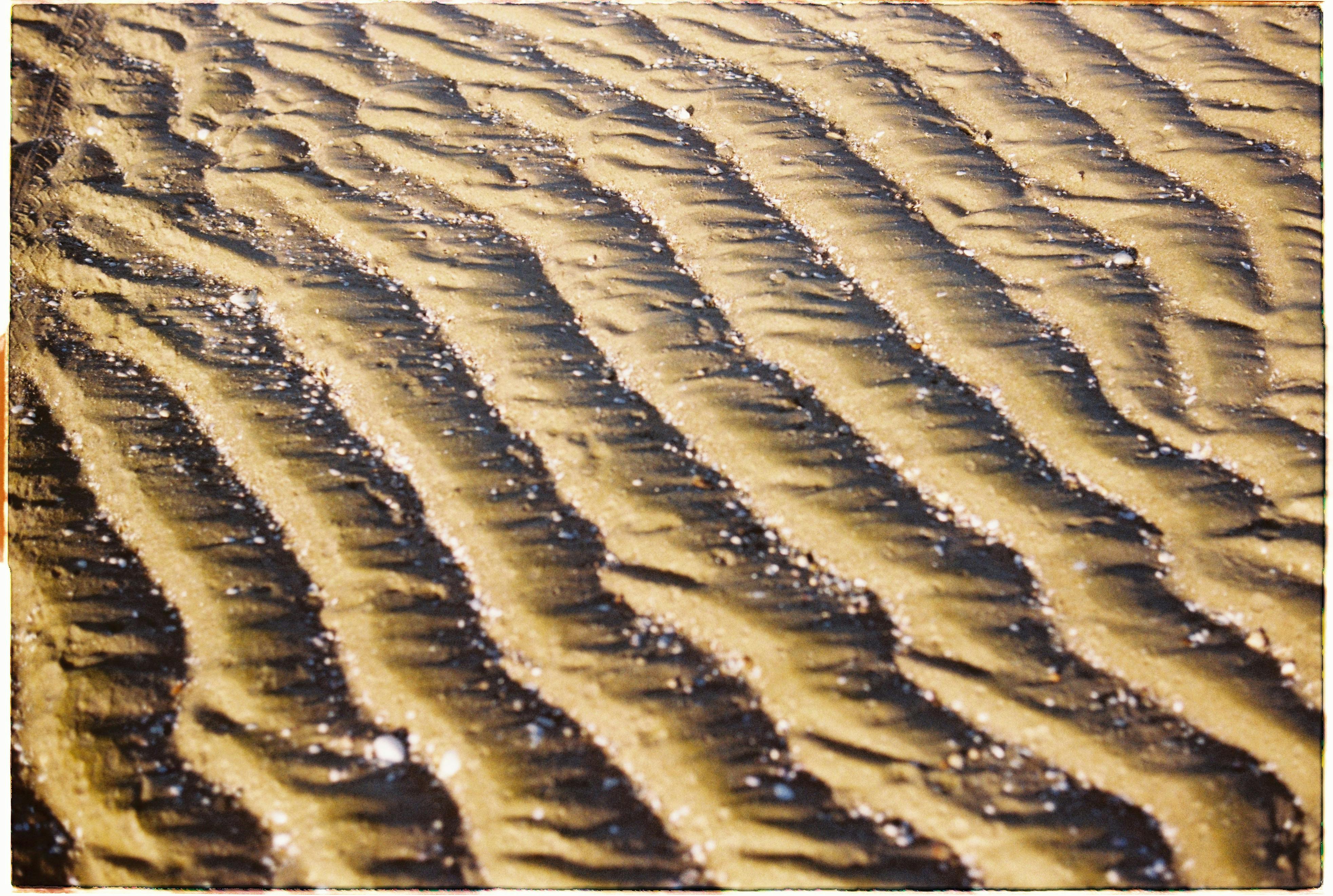 Three Assorted Sea Shells on Brown Sand · Free Stock Photo