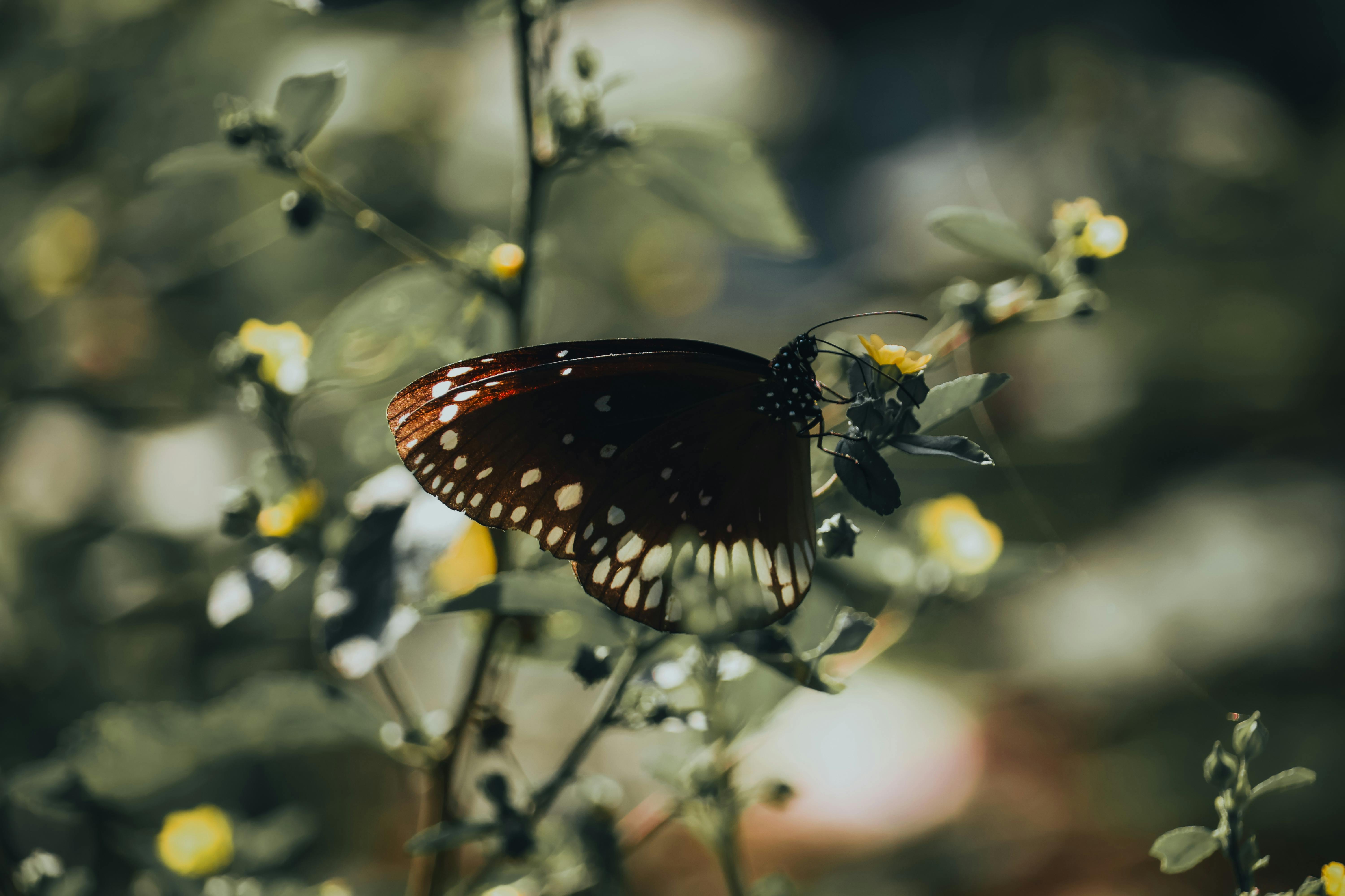 Butterfly Siting on a Tree Branch · Free Stock Photo