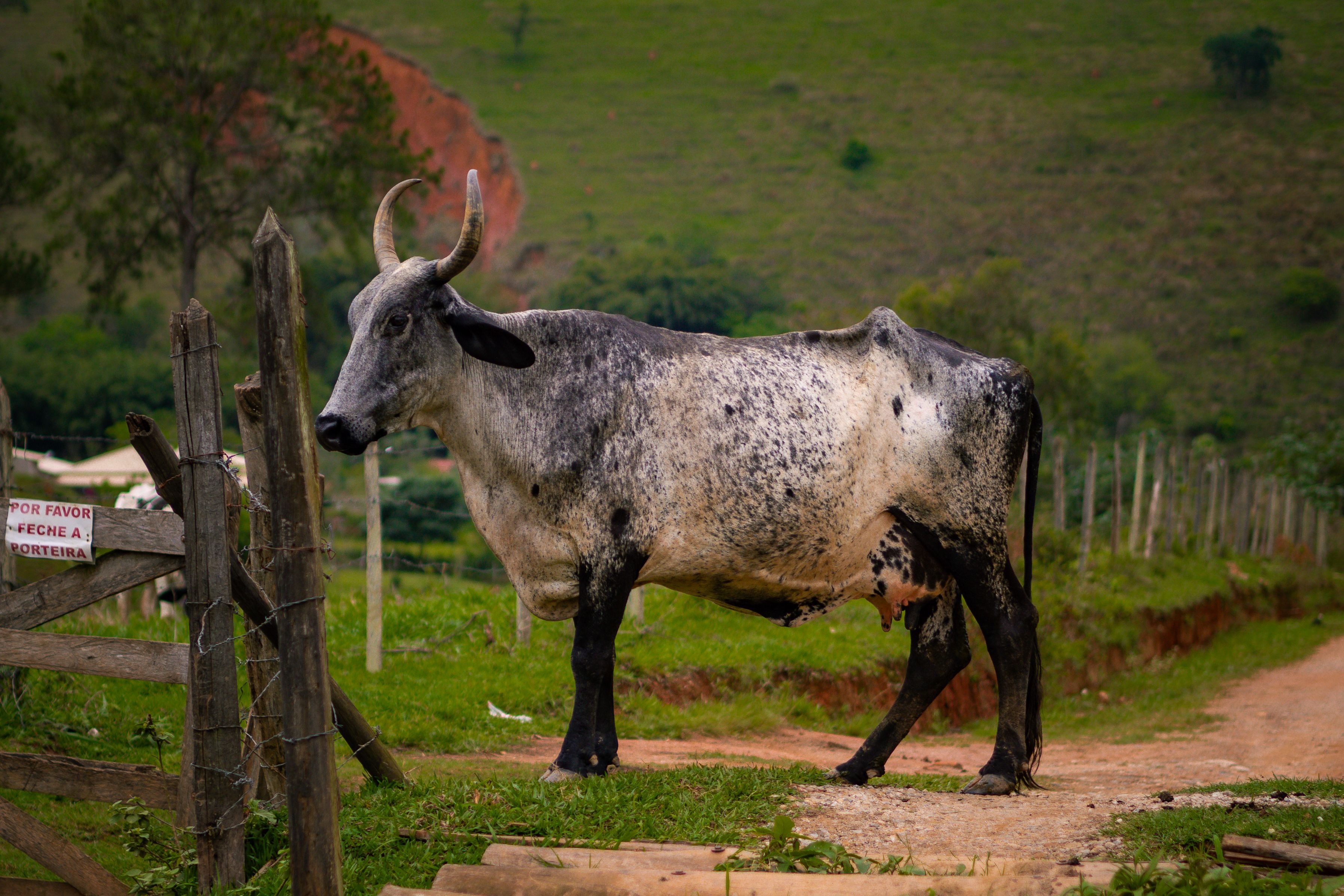 Bull on a Farm · Free Stock Photo