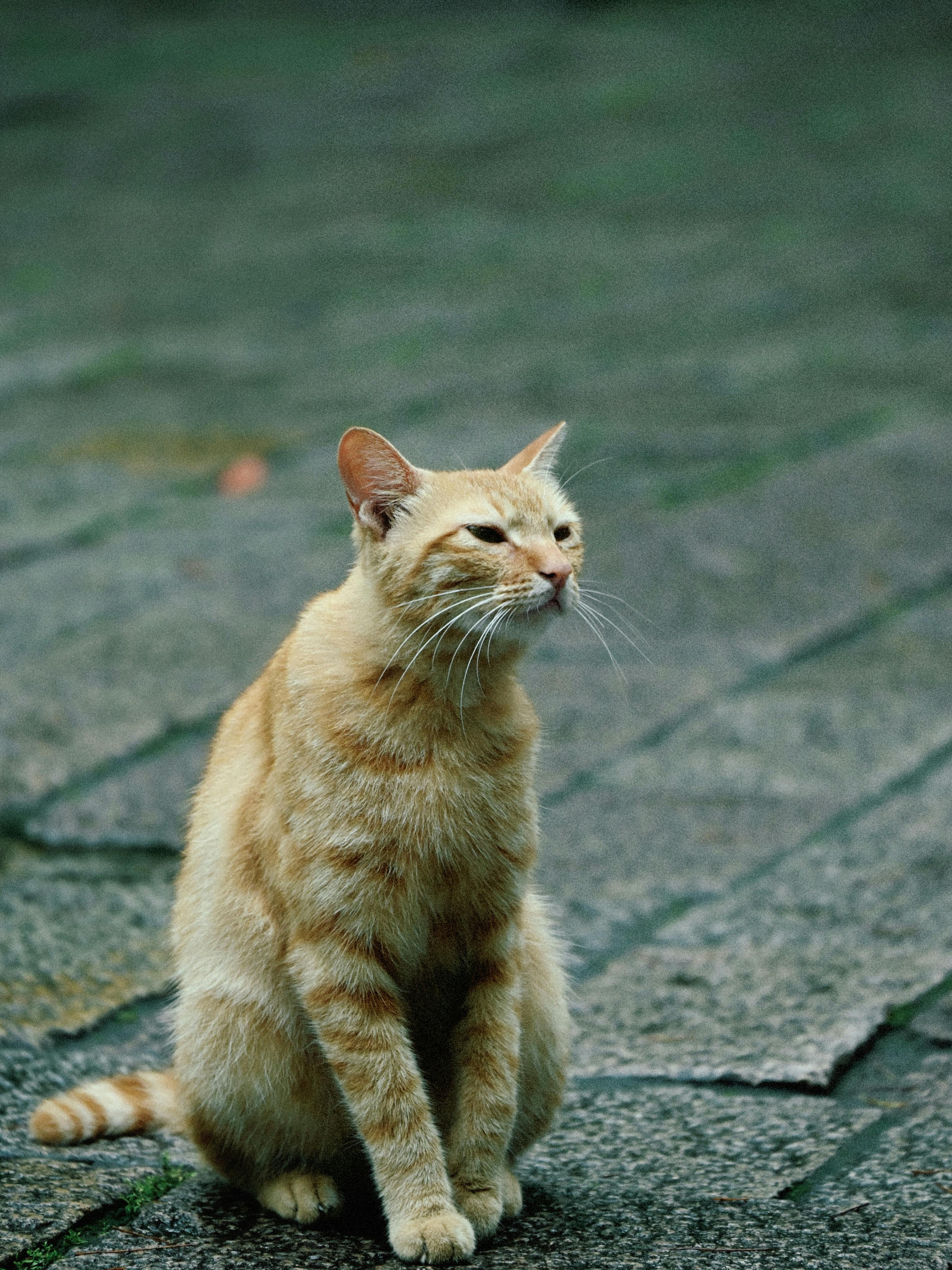 Foto de stock gratuita sobre al aire libre, alerta, animal, bigotes ...