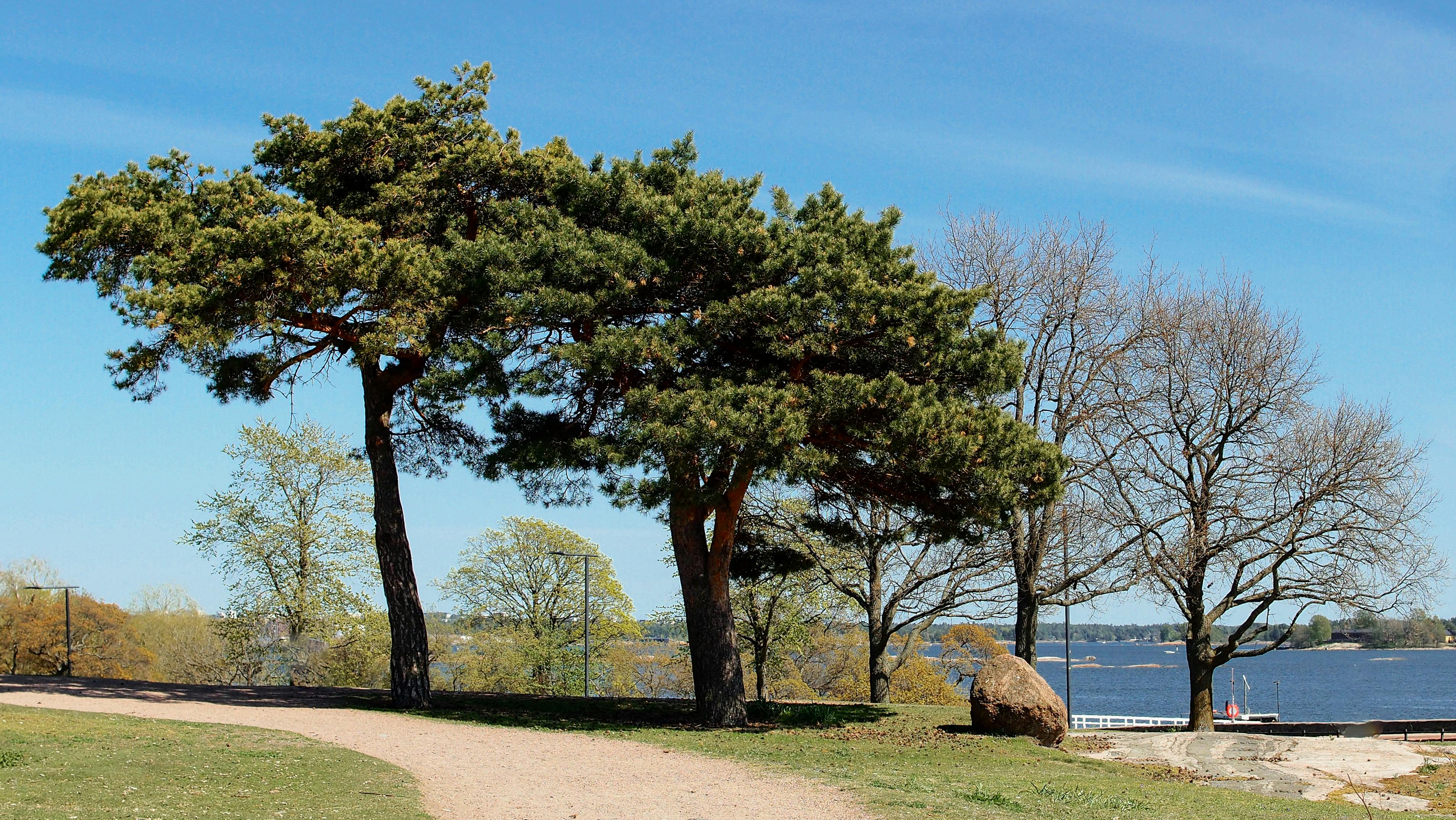 Trees of Kaivopuisto Park by the Sea in Helsinki · Free Stock Photo
