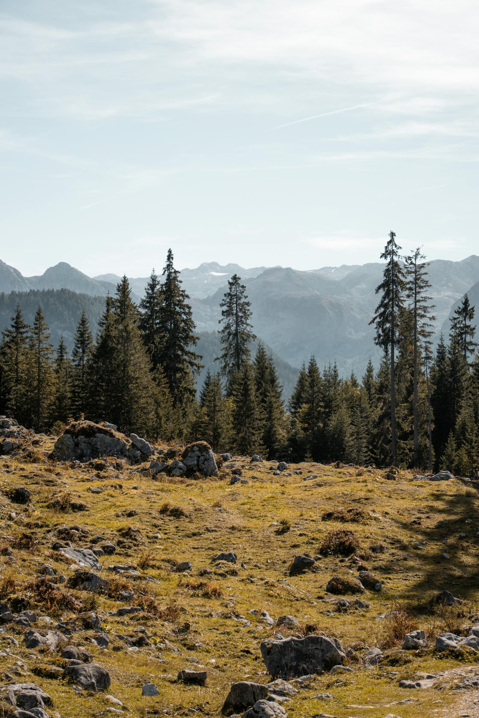 Forest Clearing Photos, Download The BEST Free Forest Clearing Stock ...