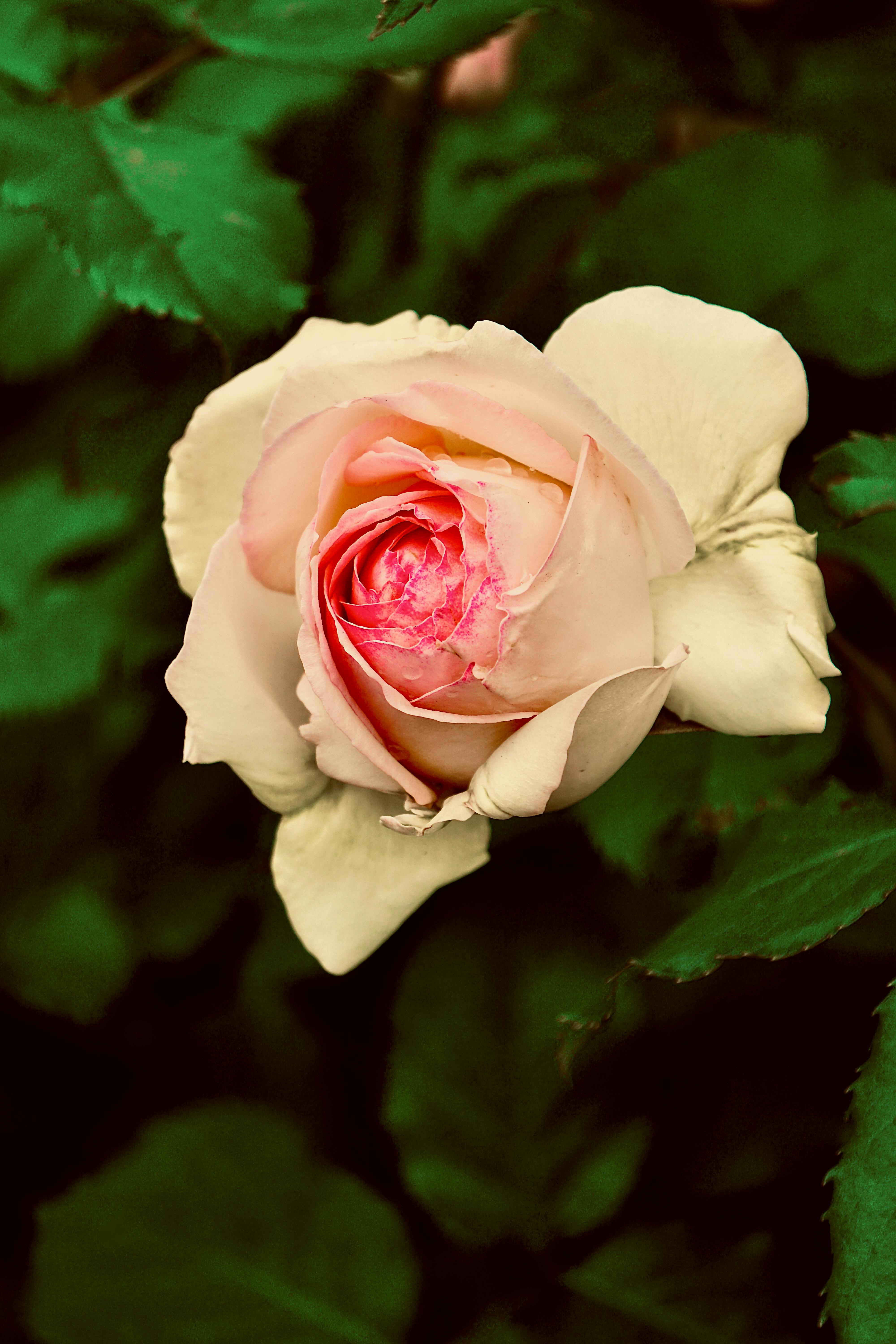 Pink Rose Flowers Close-up Photography · Free Stock Photo