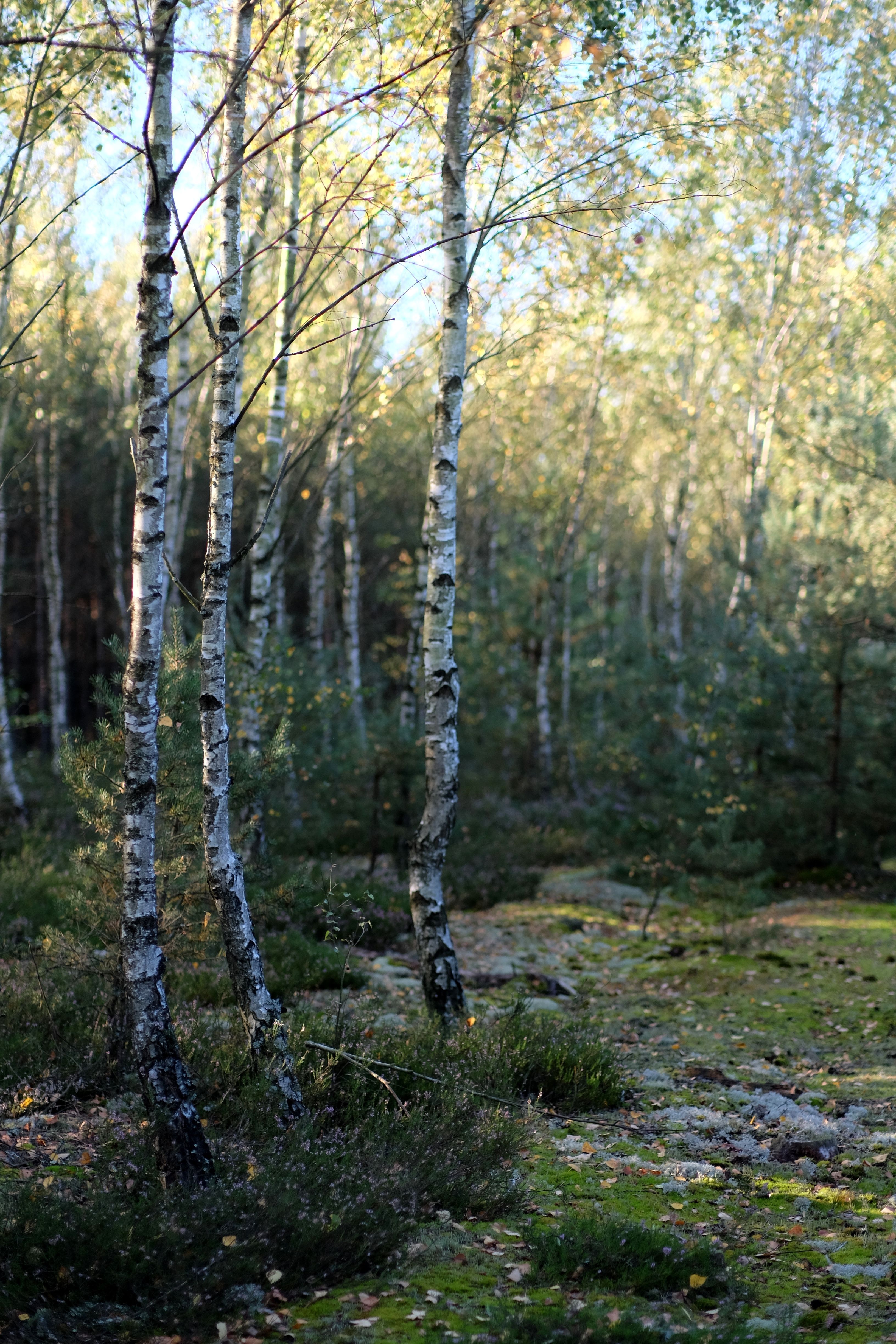 Animated Spring Landscape Photos, Download The BEST Free Animated ...