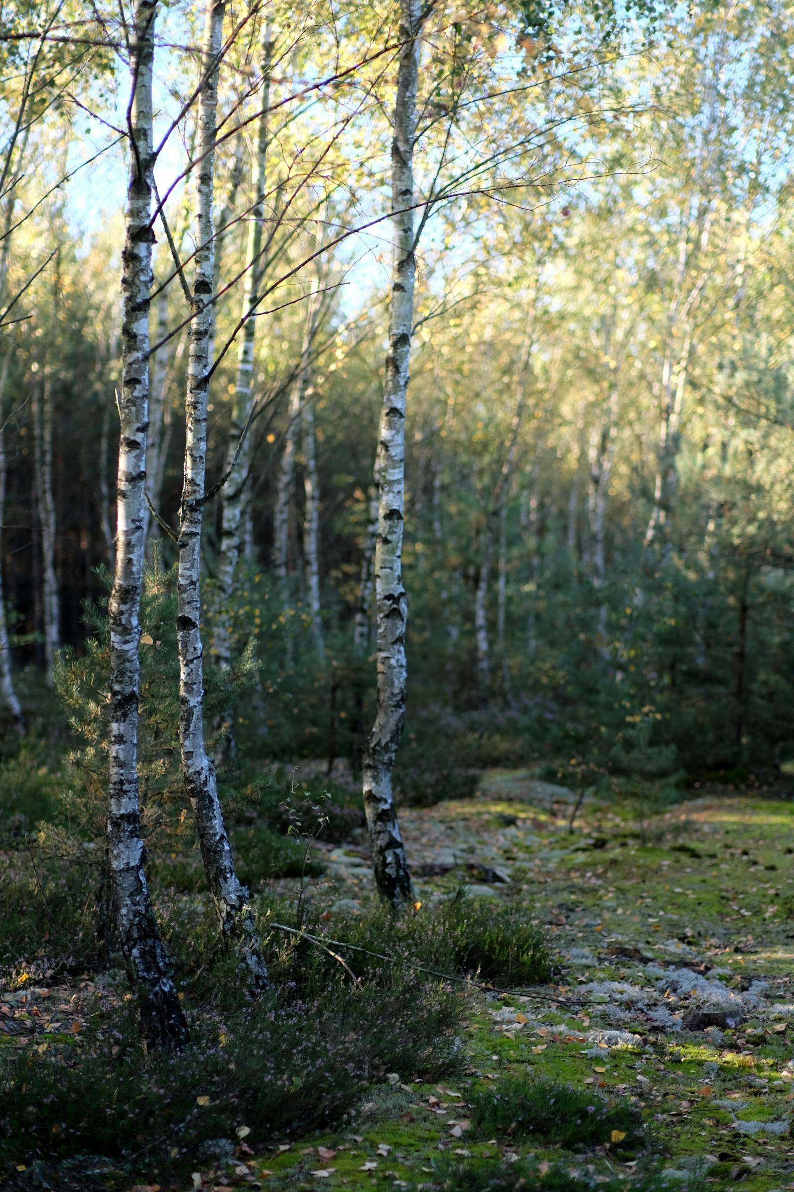 Birch Forest Scary Photos, Download The BEST Free Birch Forest Scary ...