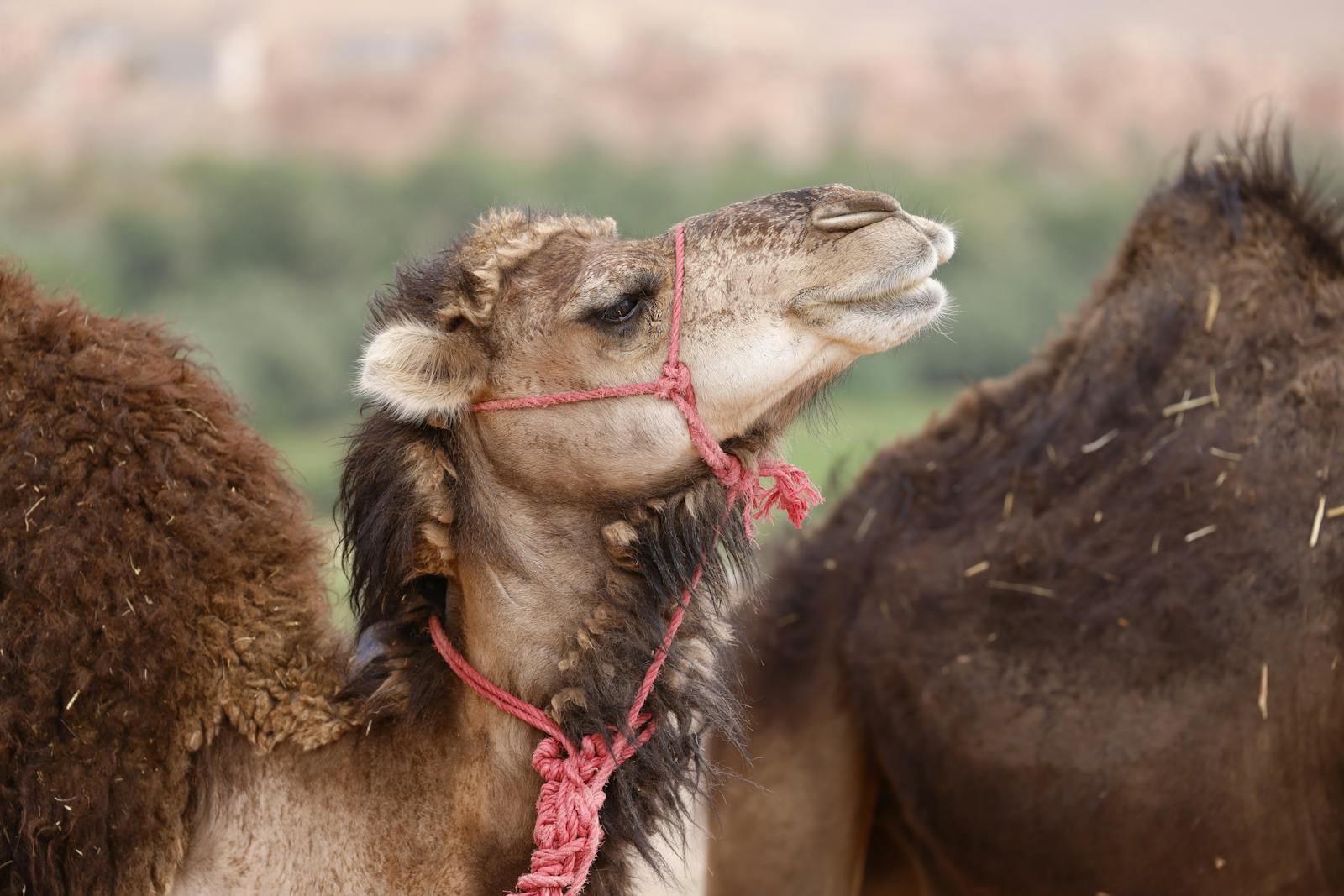 Funny Camel Photos, Download The BEST Free Funny Camel Stock Photos ...