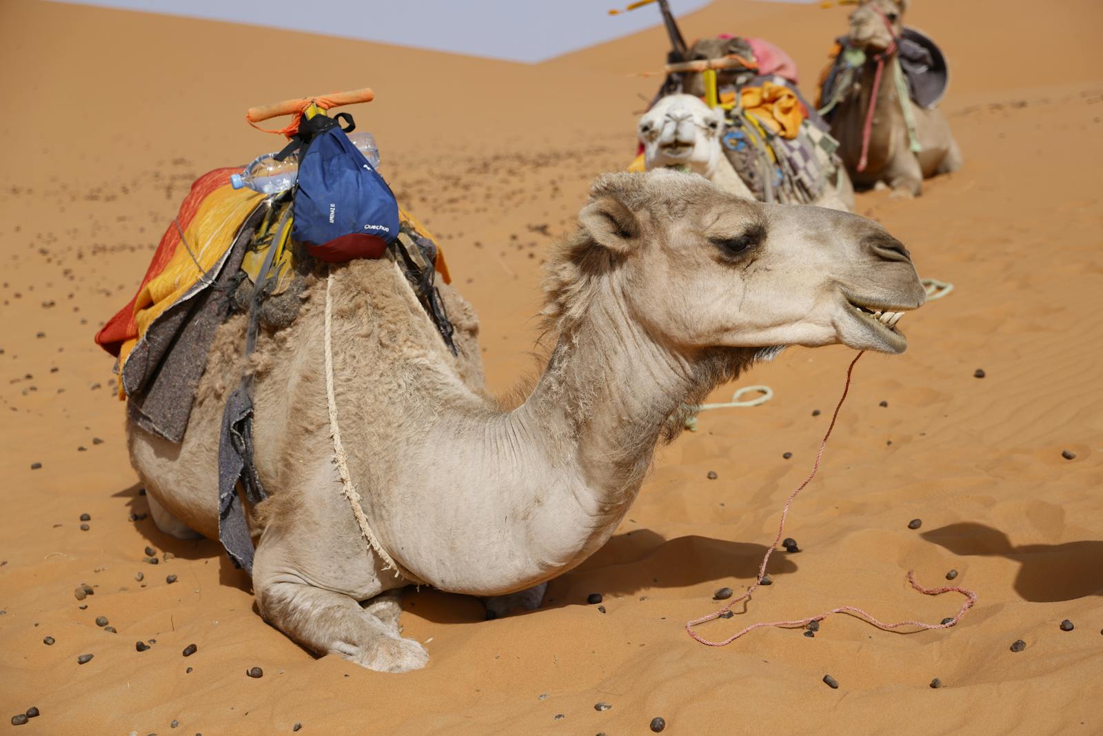 Arid Arabian Photos, Download The BEST Free Arid Arabian Stock Photos ...