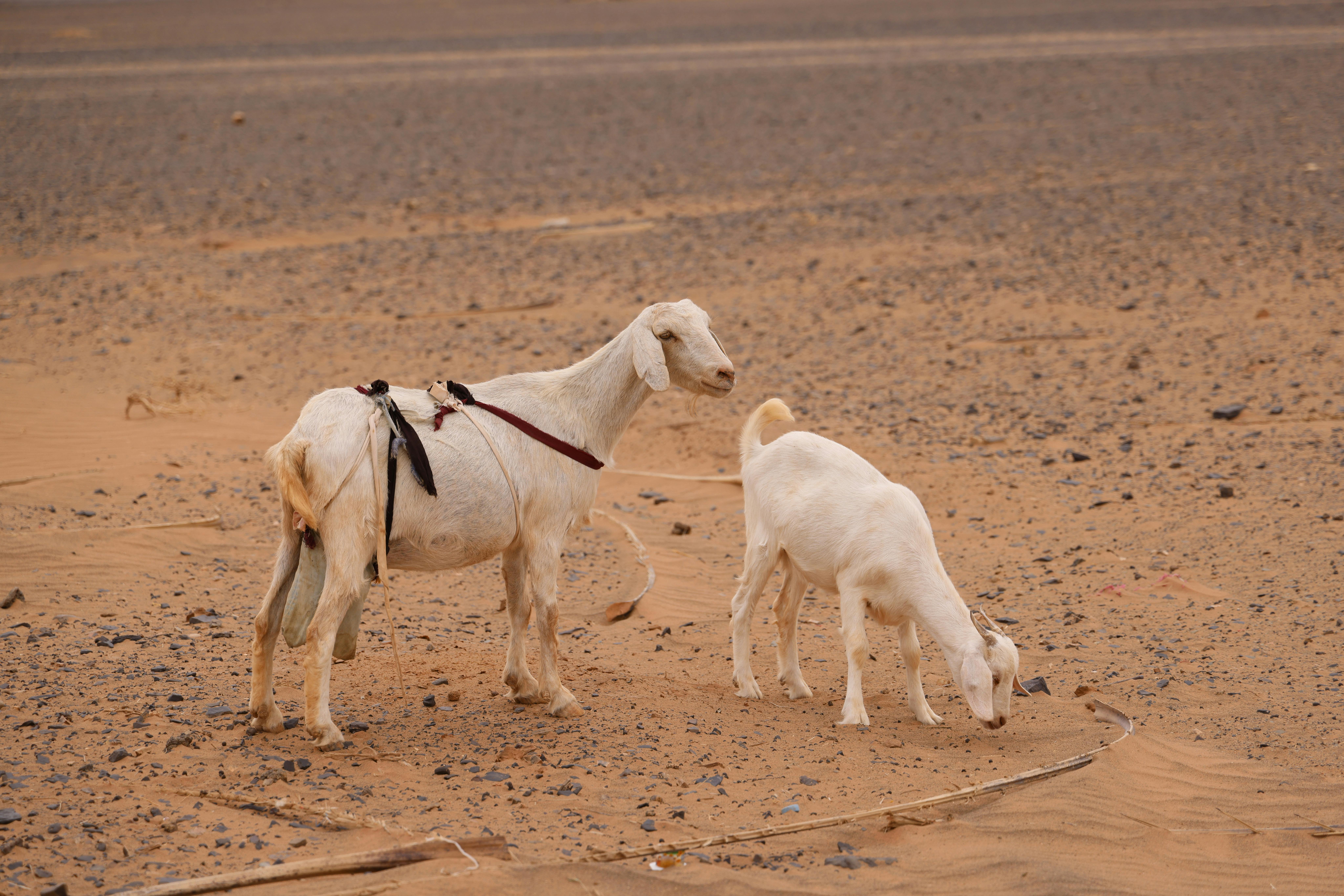 Sahelian Goats on a Desert · Free Stock Photo