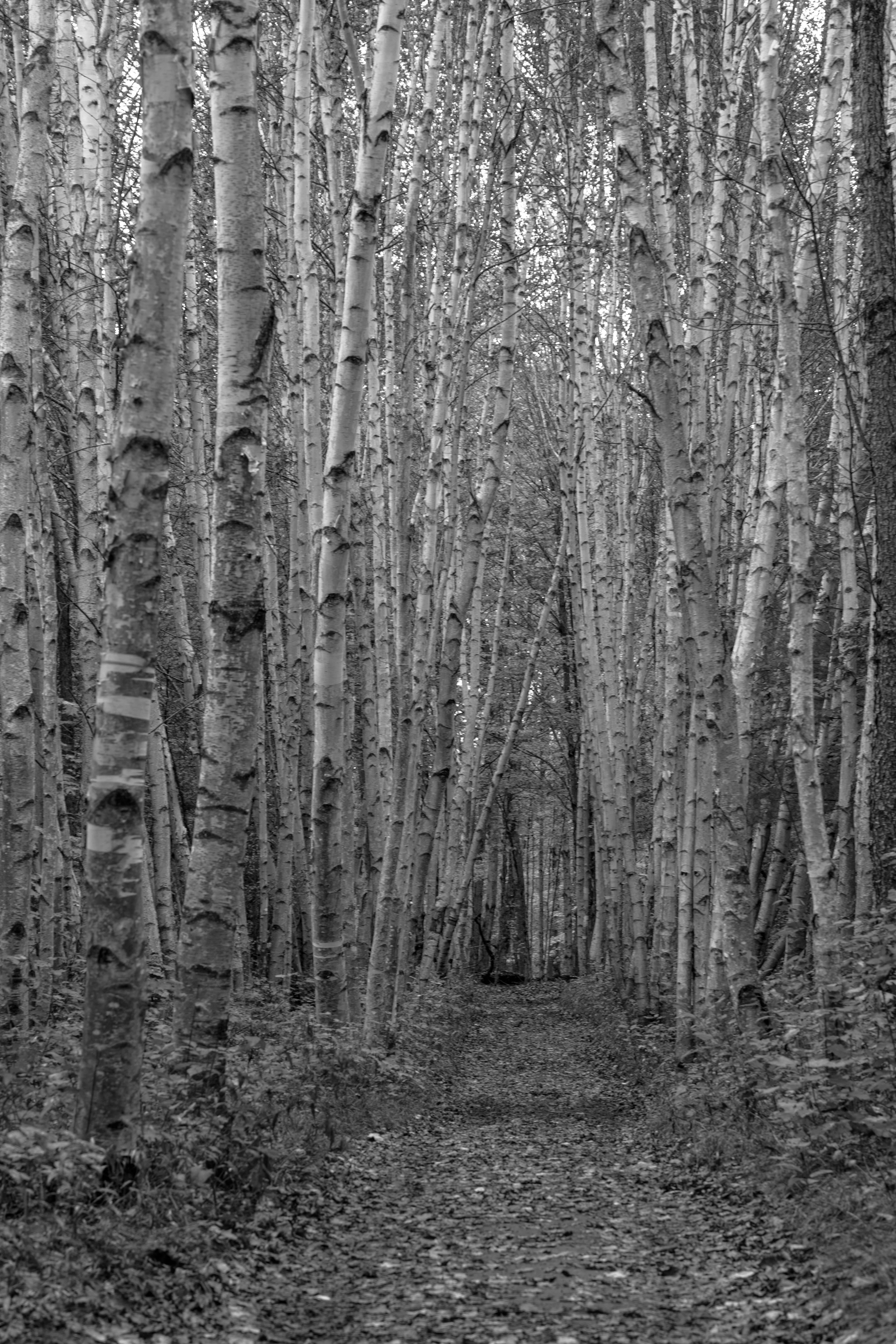 Empty Trees in Black and White · Free Stock Photo