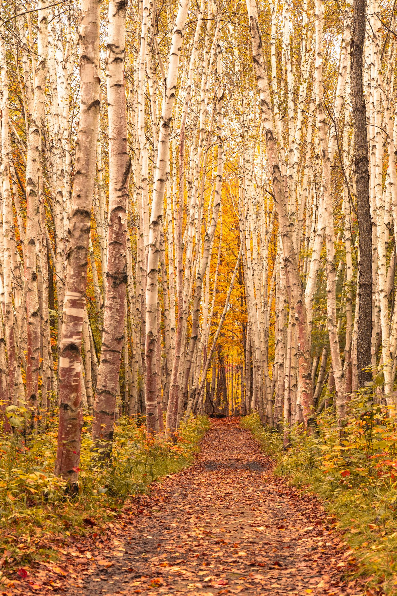 Birch Trees Photos, Download The BEST Free Birch Trees Stock Photos ...