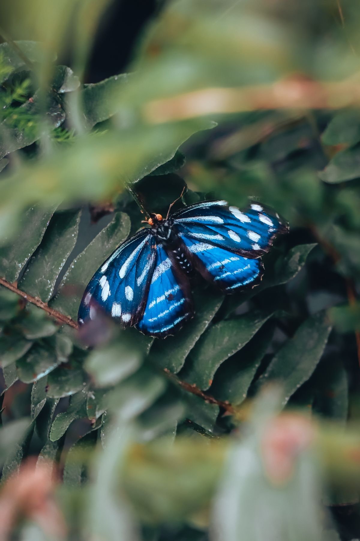 Blue Butterfly Photos, Download The BEST Free Blue Butterfly Stock ...