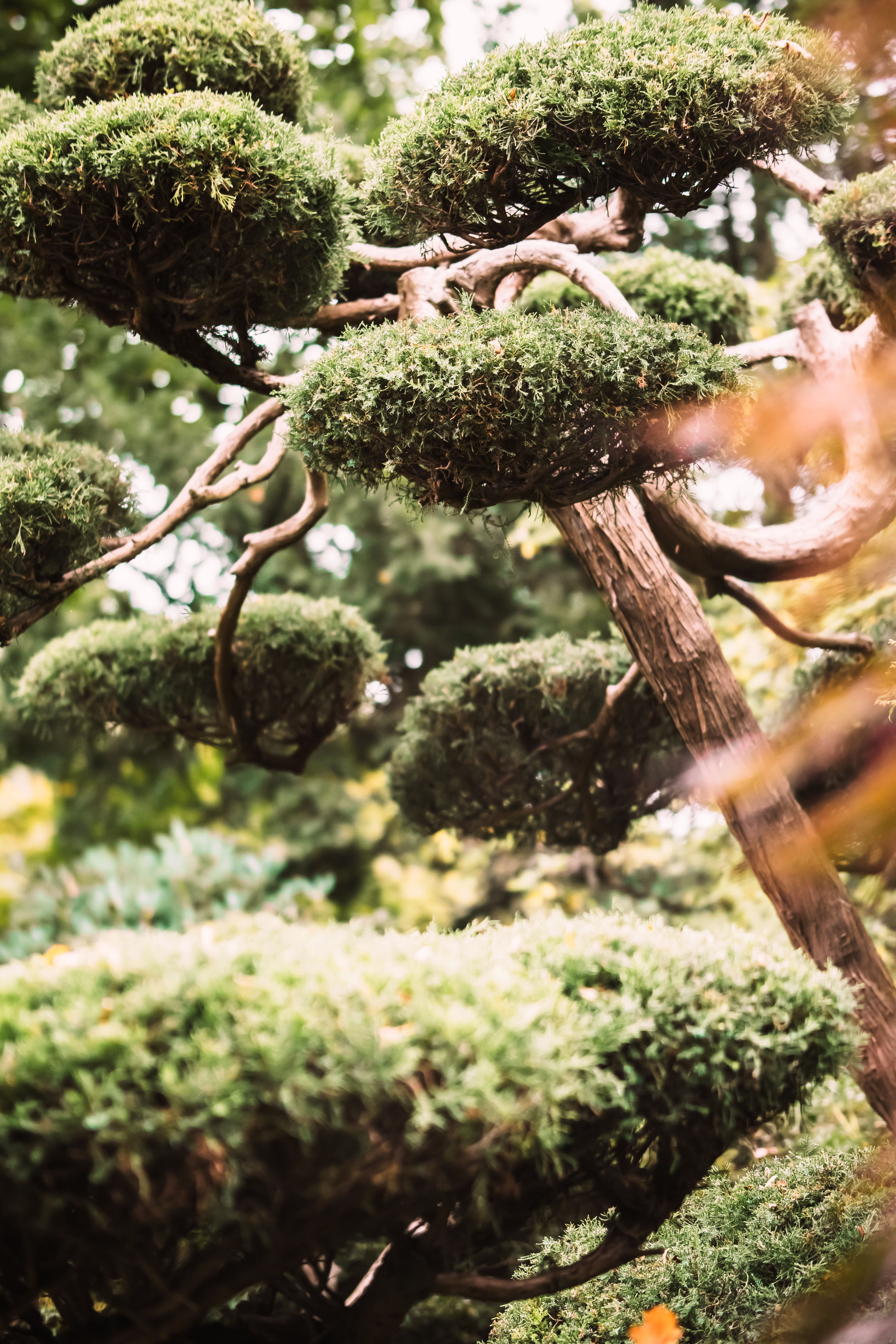 A trimmed tree in a Japanese Garden · Free Stock Photo
