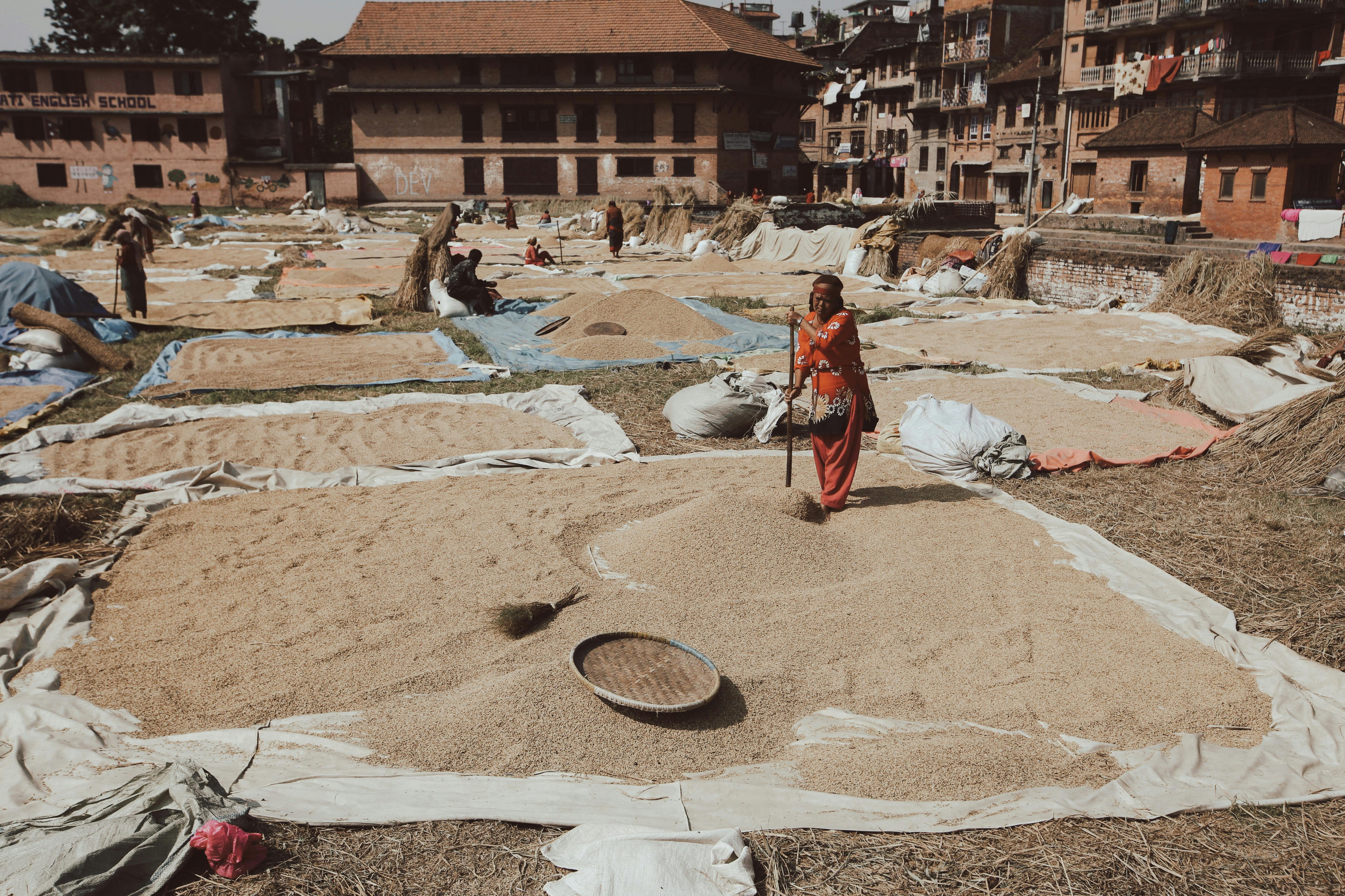 People Drying Rice on Courtyard · Free Stock Photo