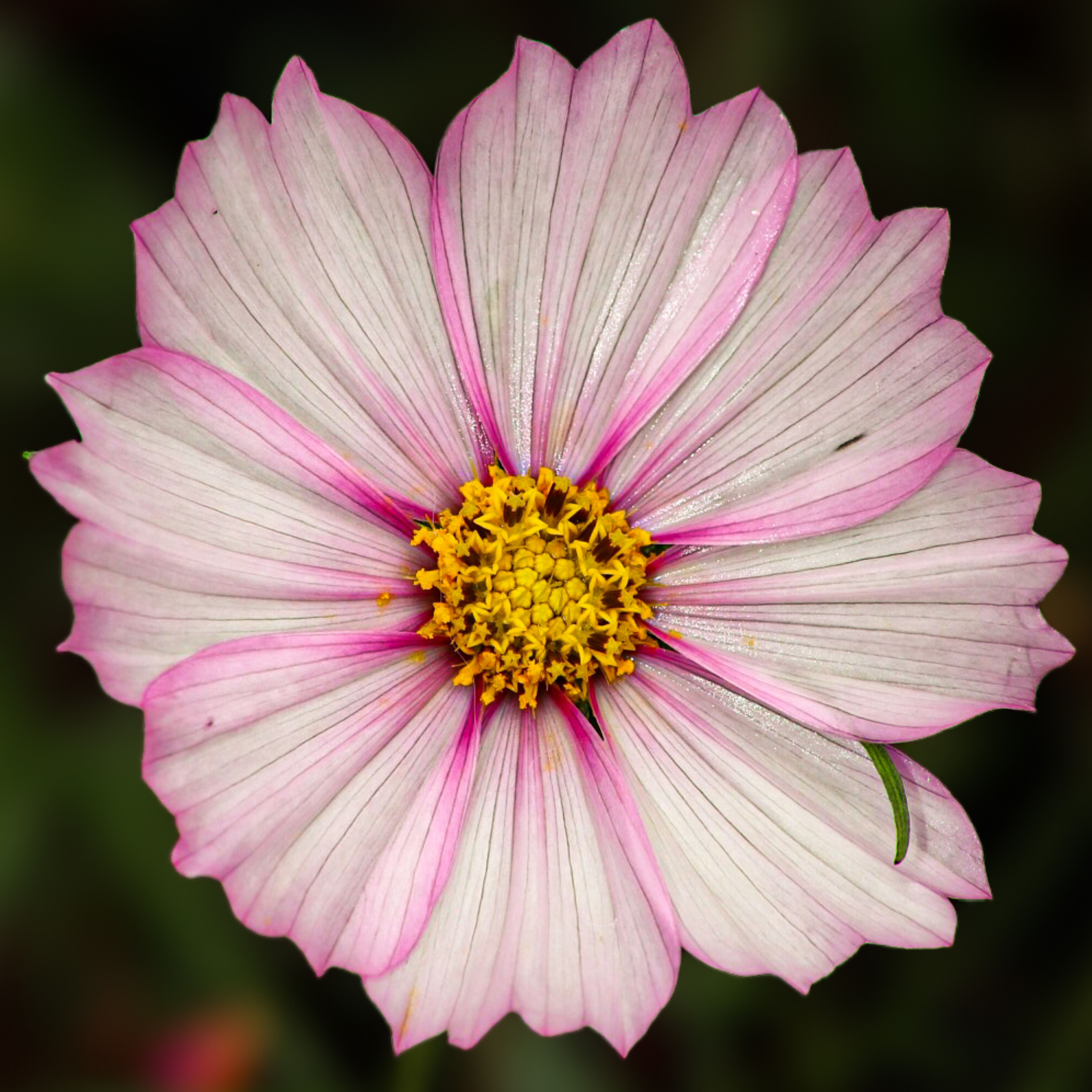 Light Pink Blooming Garden Cosmos Flower · Free Stock Photo