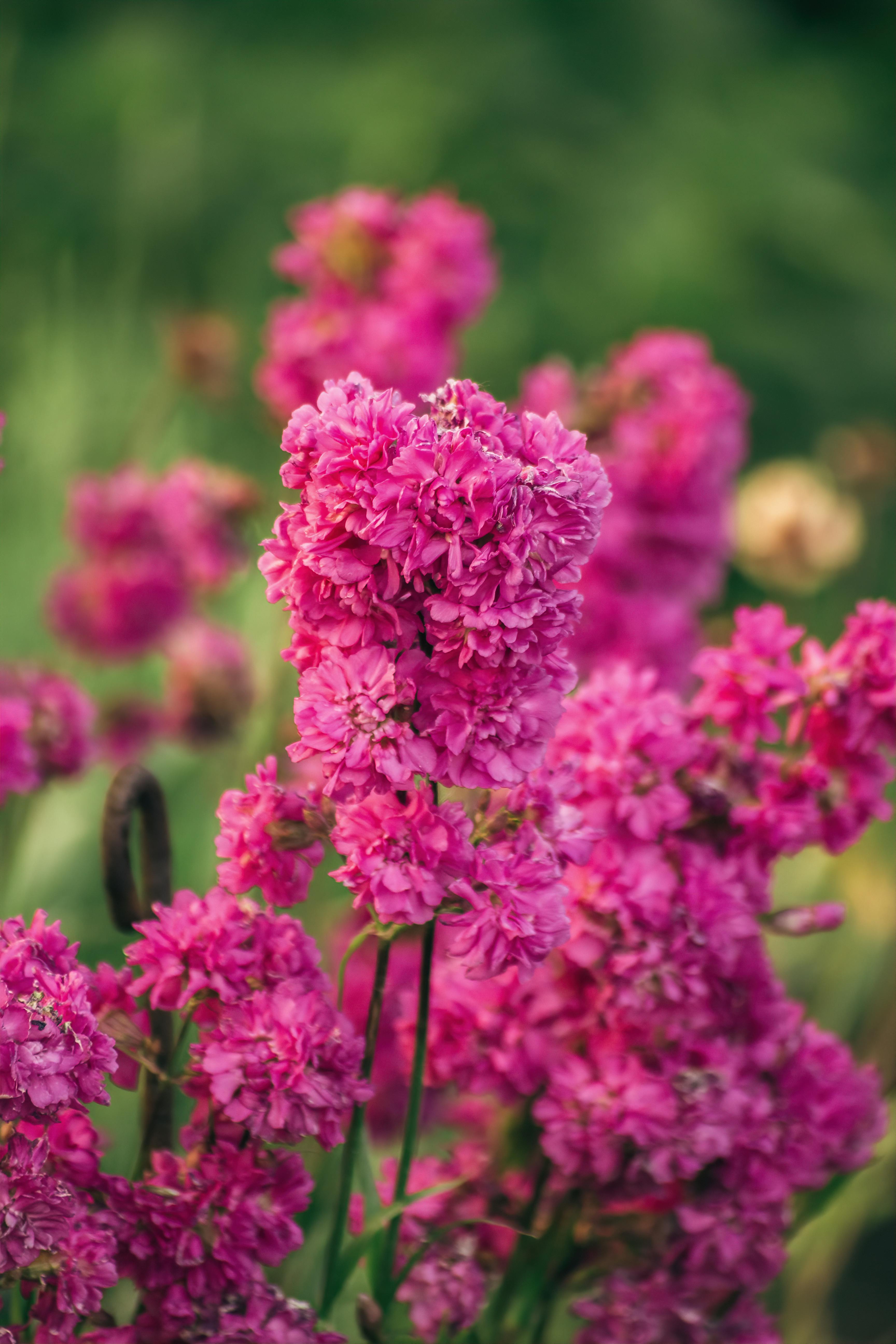 Blooming Pink Flowers in the Garden · Free Stock Photo