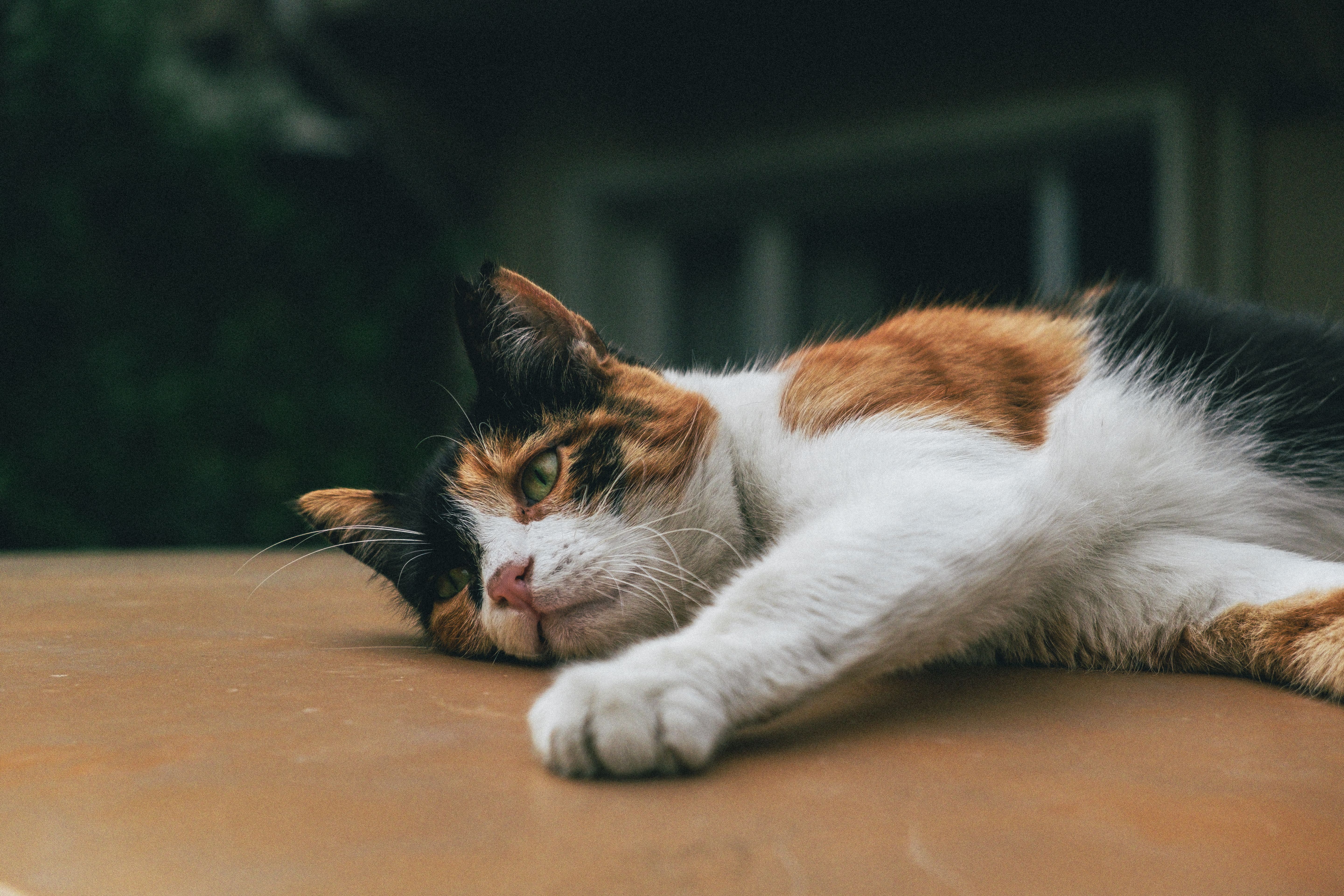 A calico cat laying on a table · Free Stock Photo