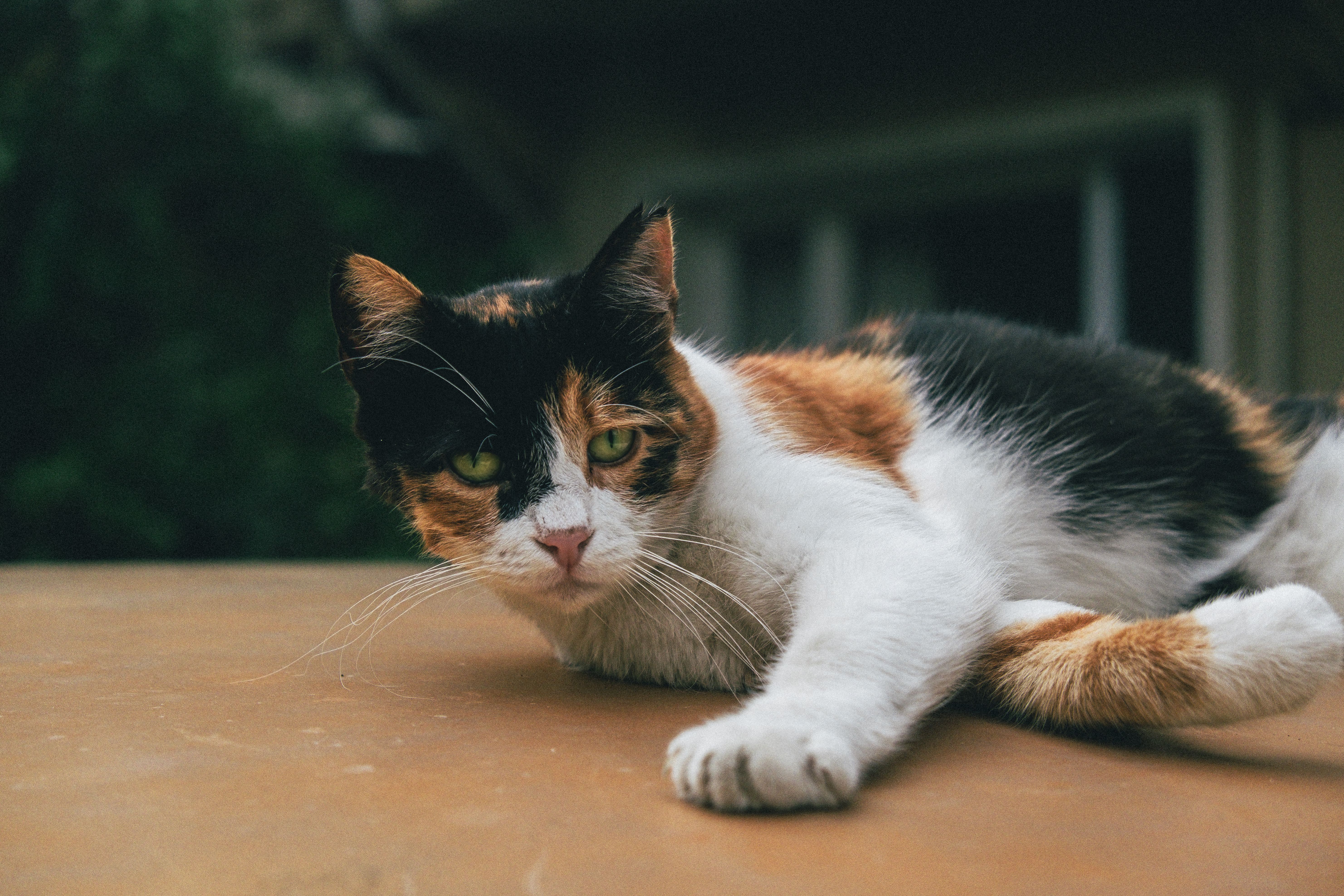 Calico Cat Lying in the Garden · Free Stock Photo