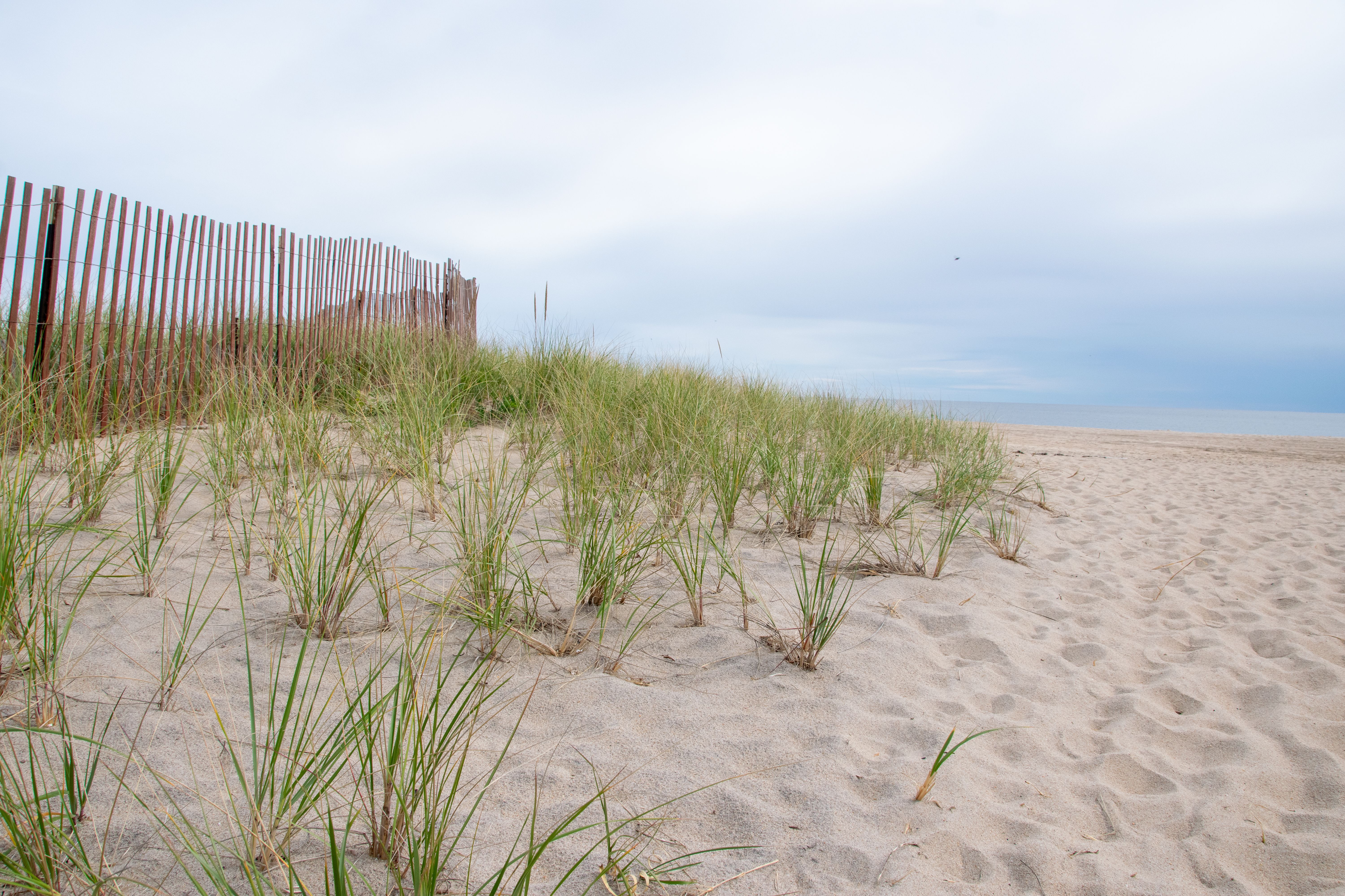 Grass Growing on an Empty Beach · Free Stock Photo