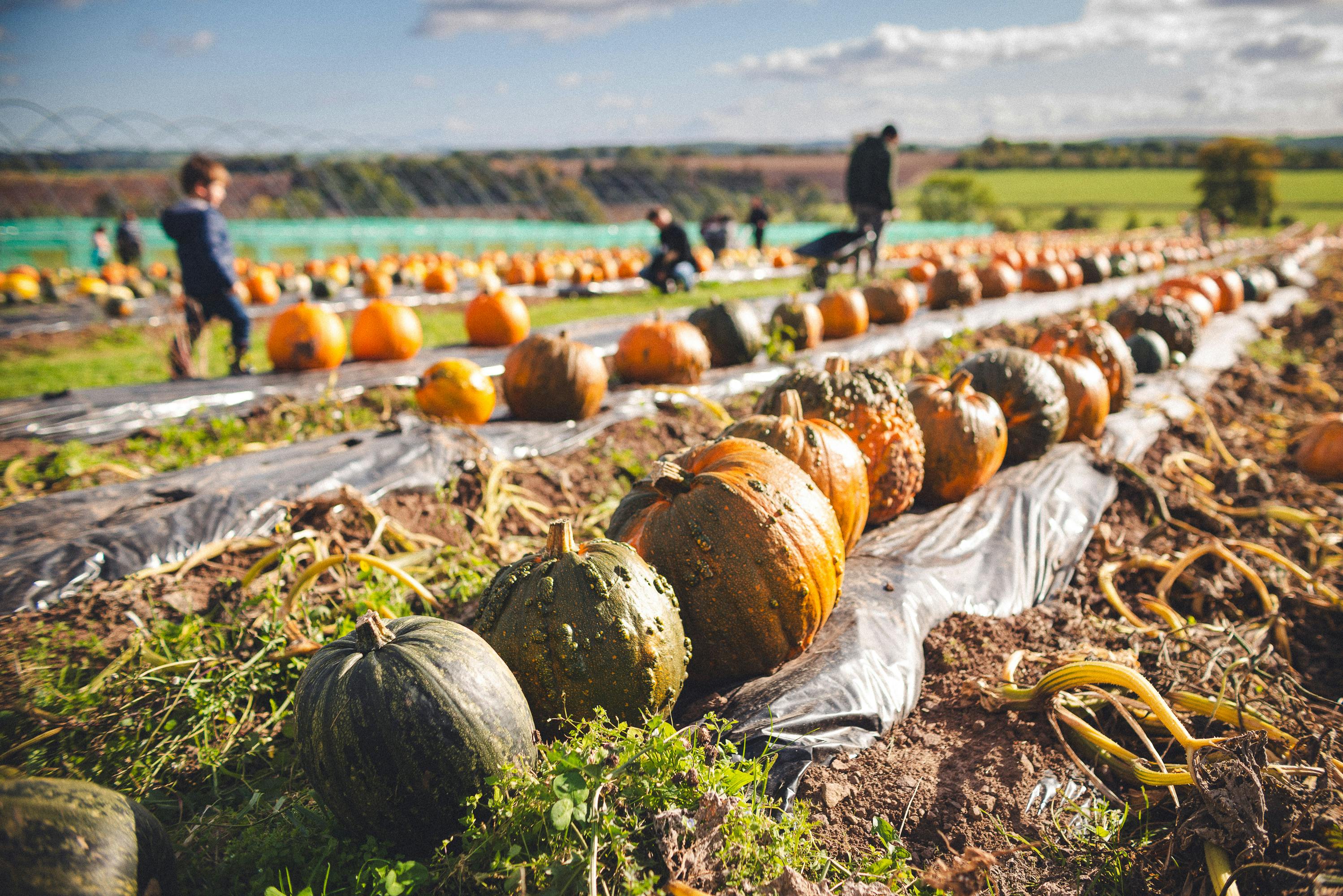 People Picking Pumpkins on a Pumpkin Patch · Free Stock Photo