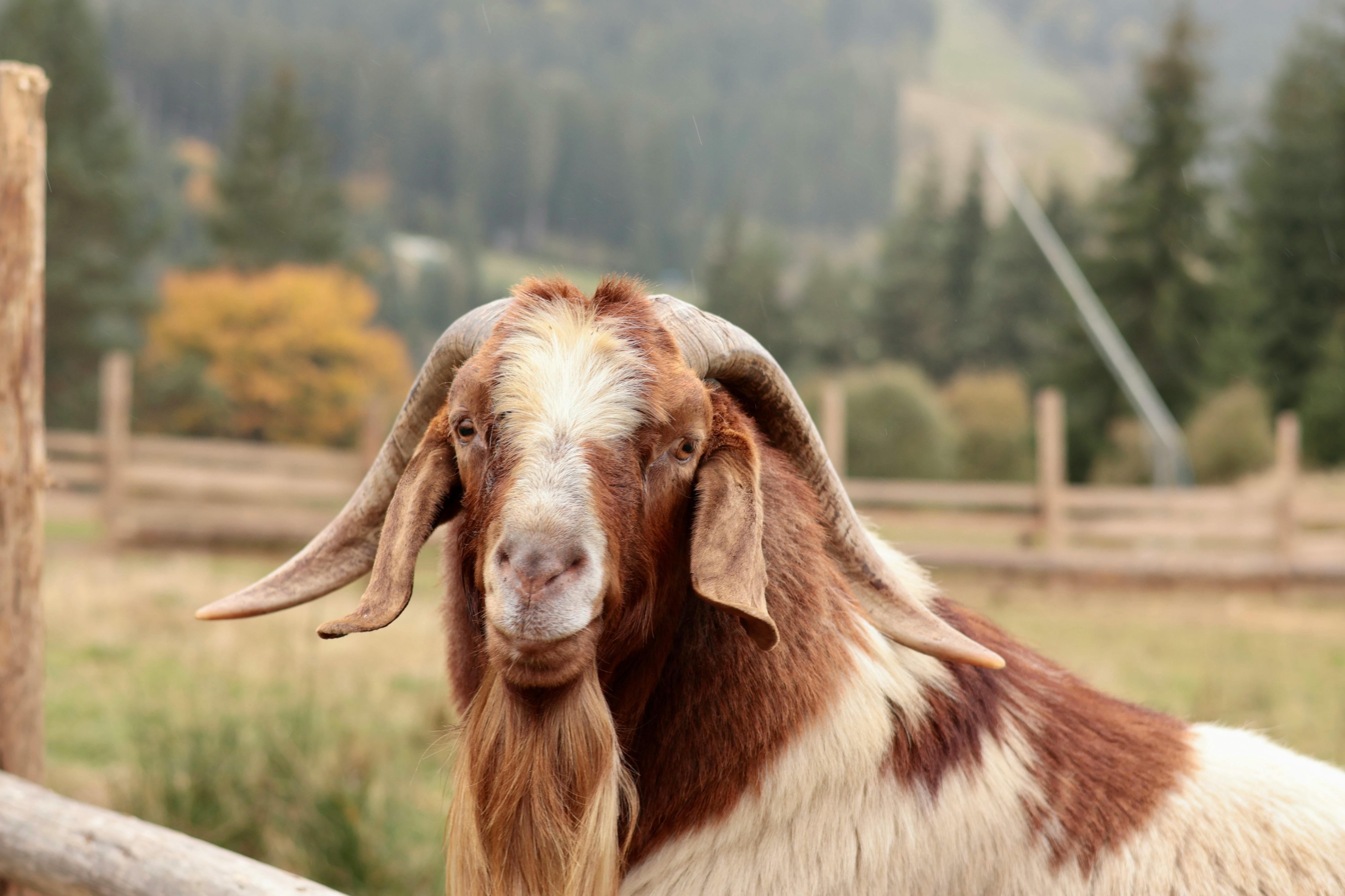 Boere Wors Photos, Download The BEST Free Boere Wors Stock Photos & HD ...