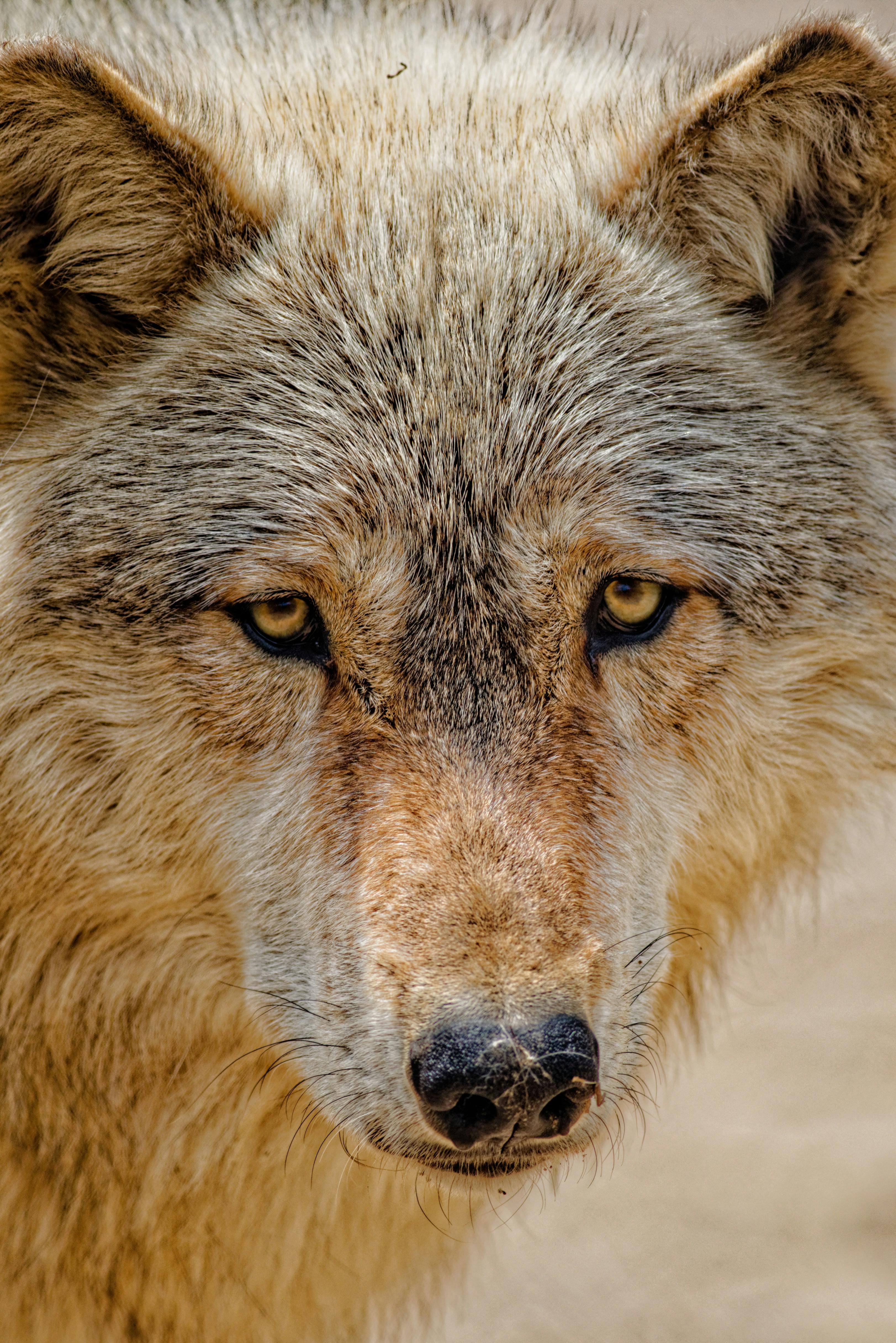 Close-up of a Wolf · Free Stock Photo