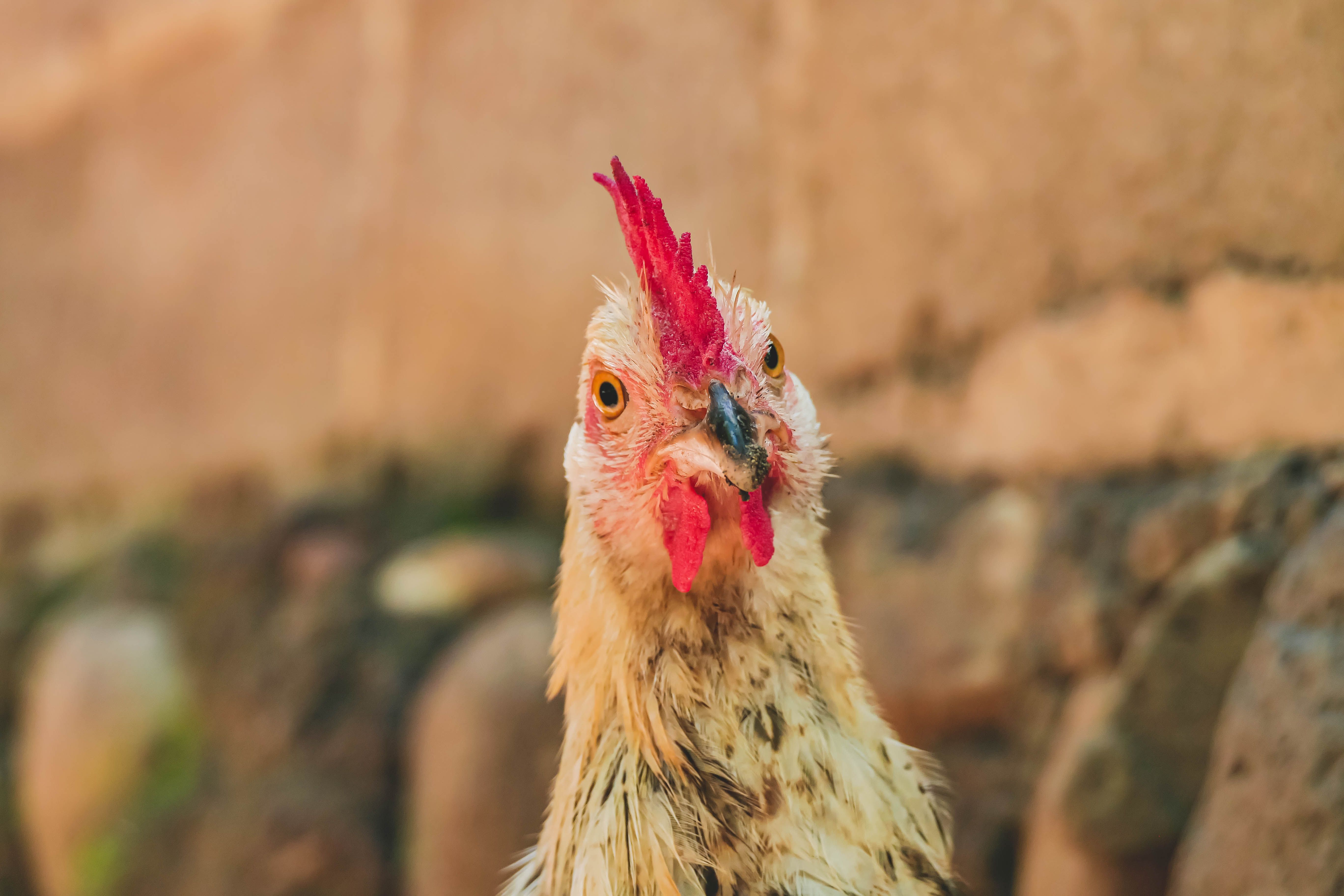 Head of Hen · Free Stock Photo