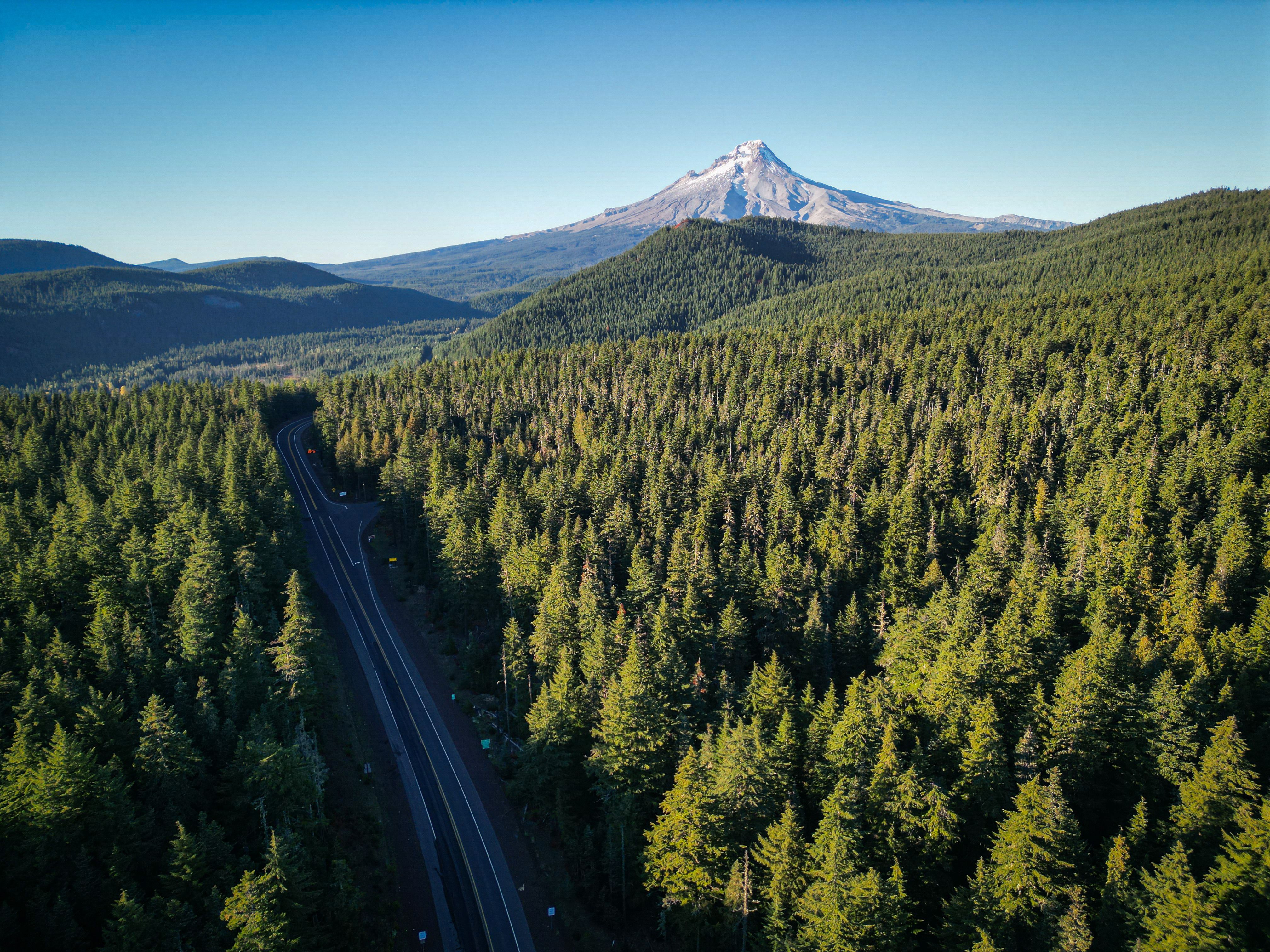 Evergreens Photos Download The Best Free Evergreens Stock Photos Hd