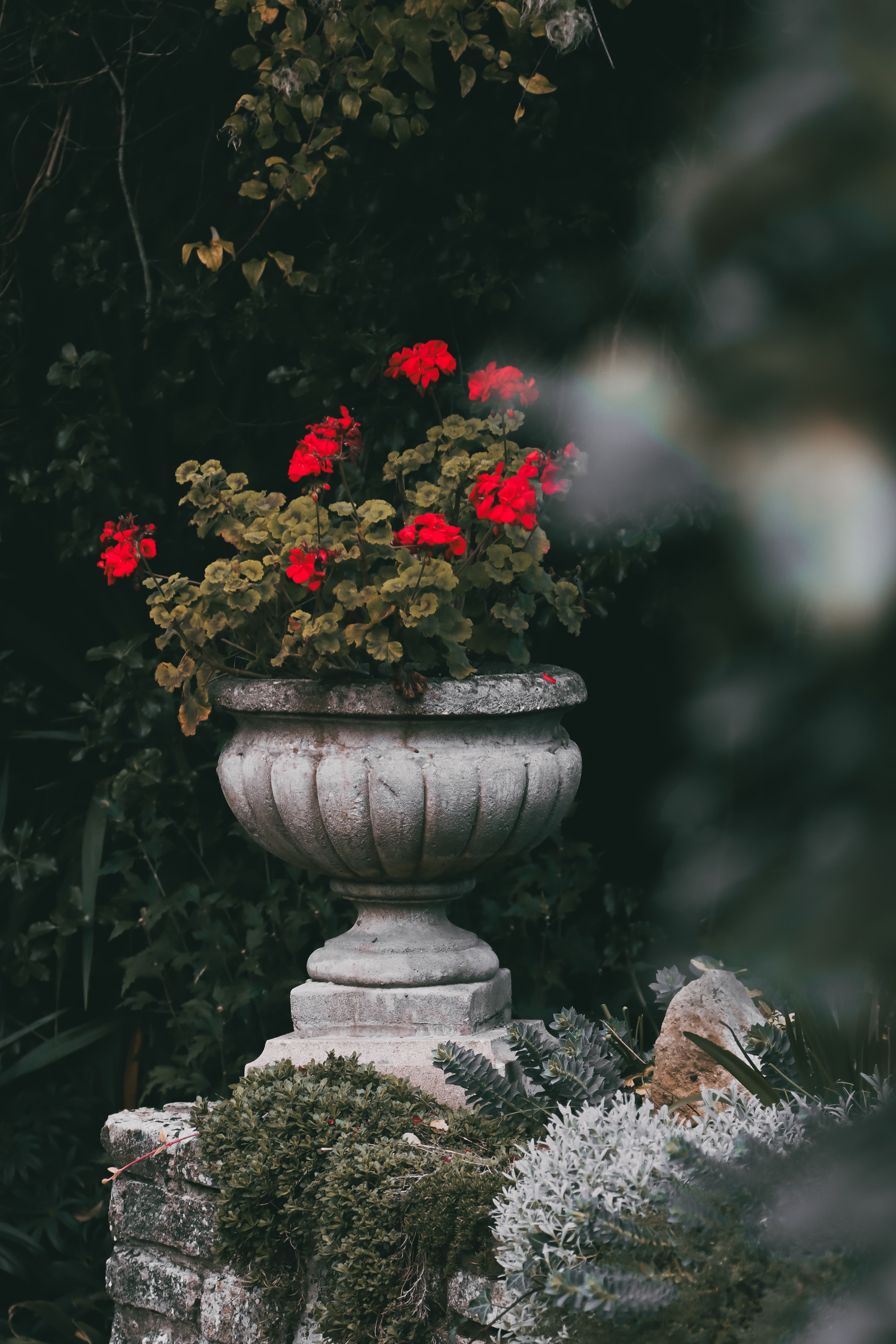 Stone Vase with Flowers · Free Stock Photo