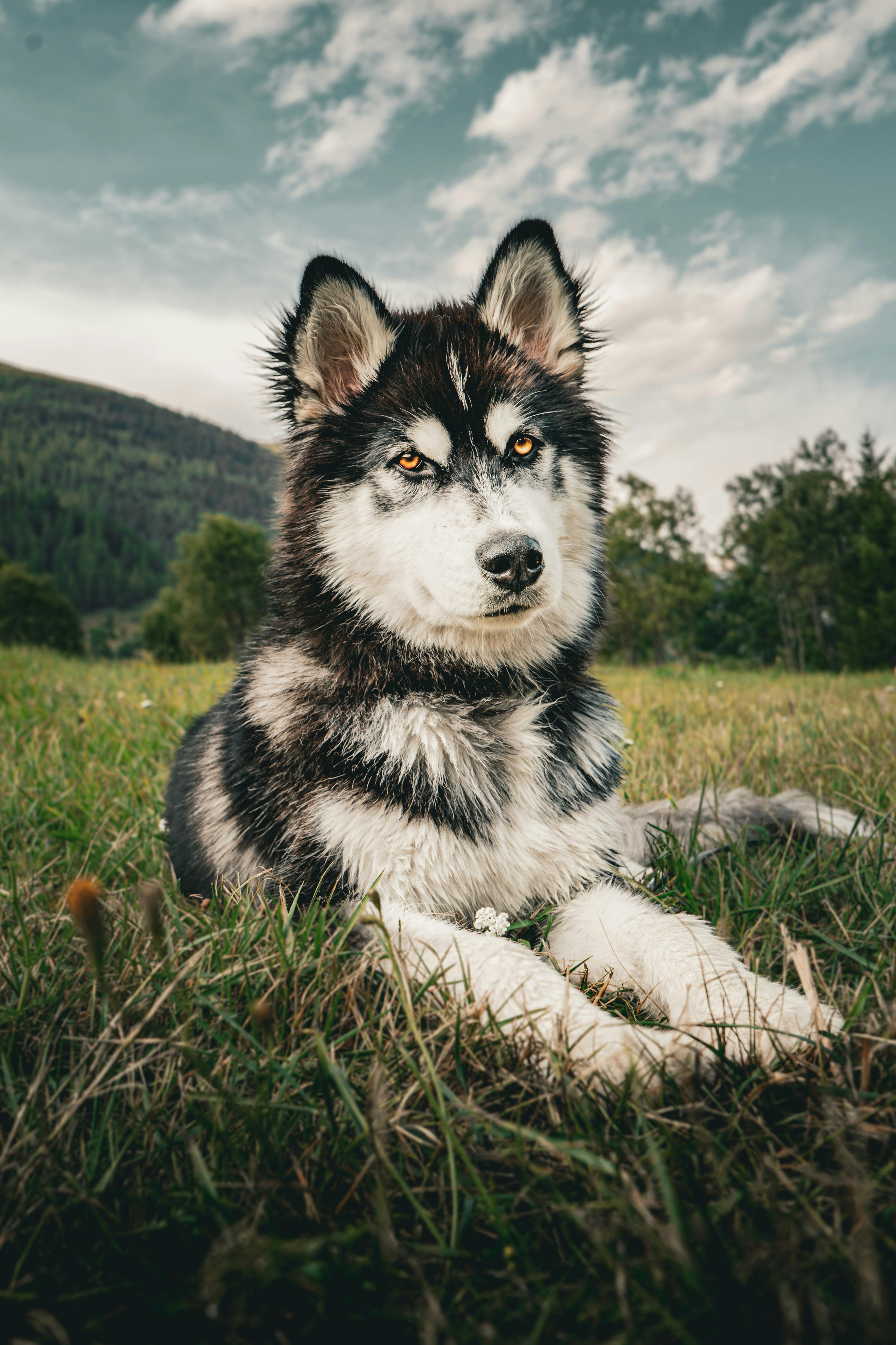 Husky Lying Down on Grass · Free Stock Photo