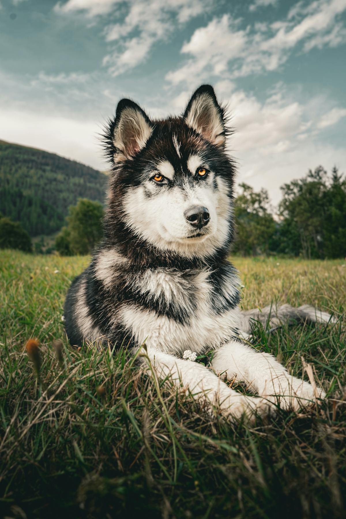 Husky Dog Photos, Download The BEST Free Husky Dog Stock Photos & HD Images